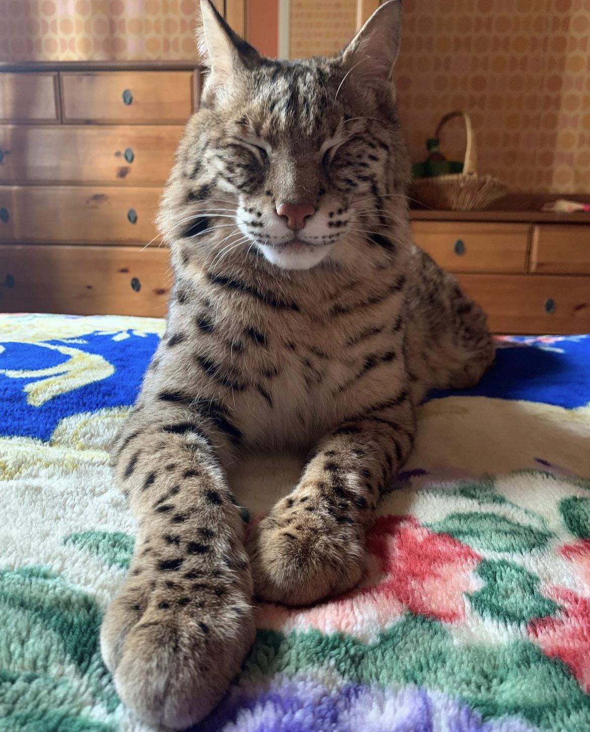 Bobcat Yasha | Scrolller