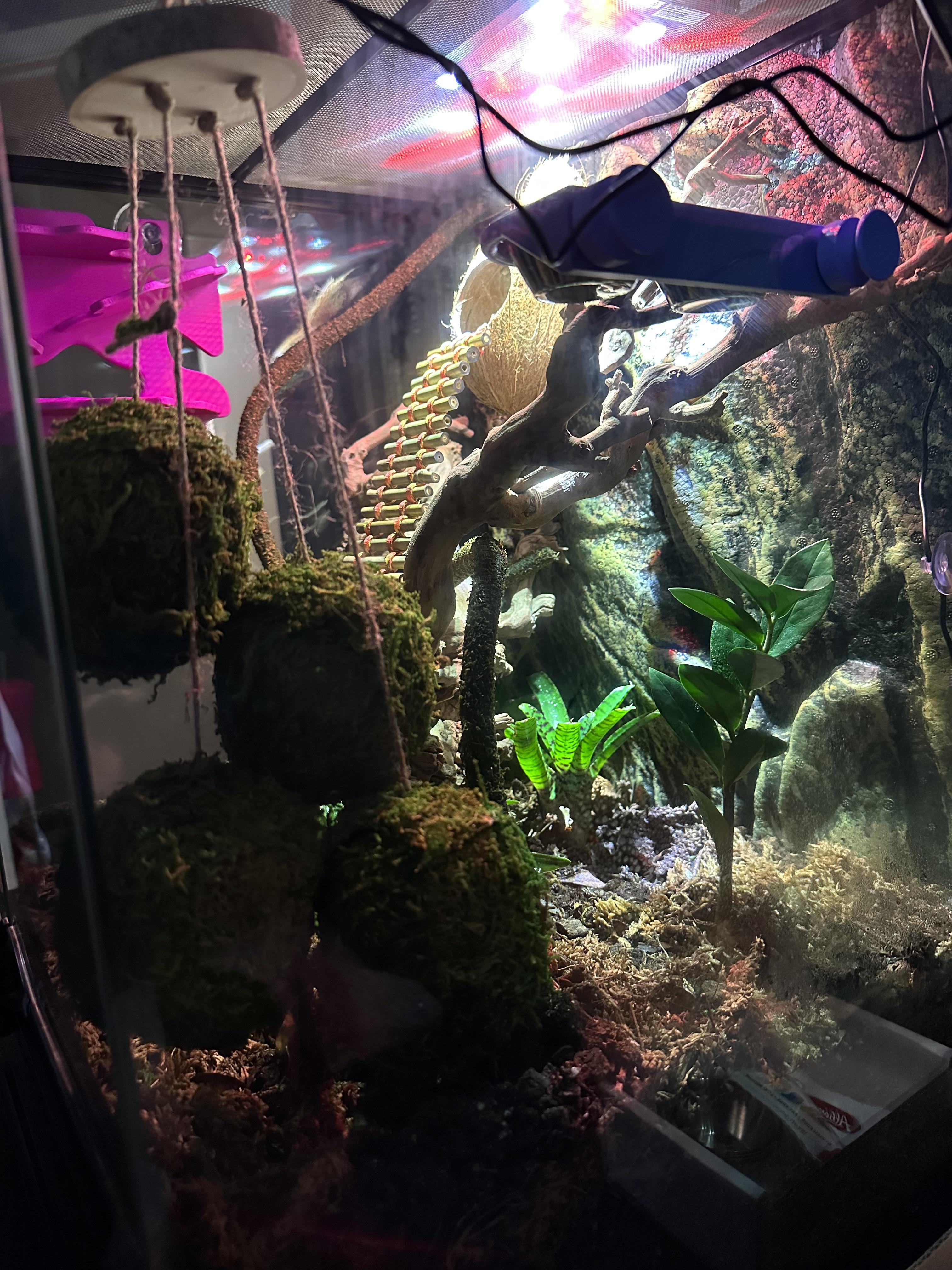 Rate my enclosure! 🦎 | Scrolller