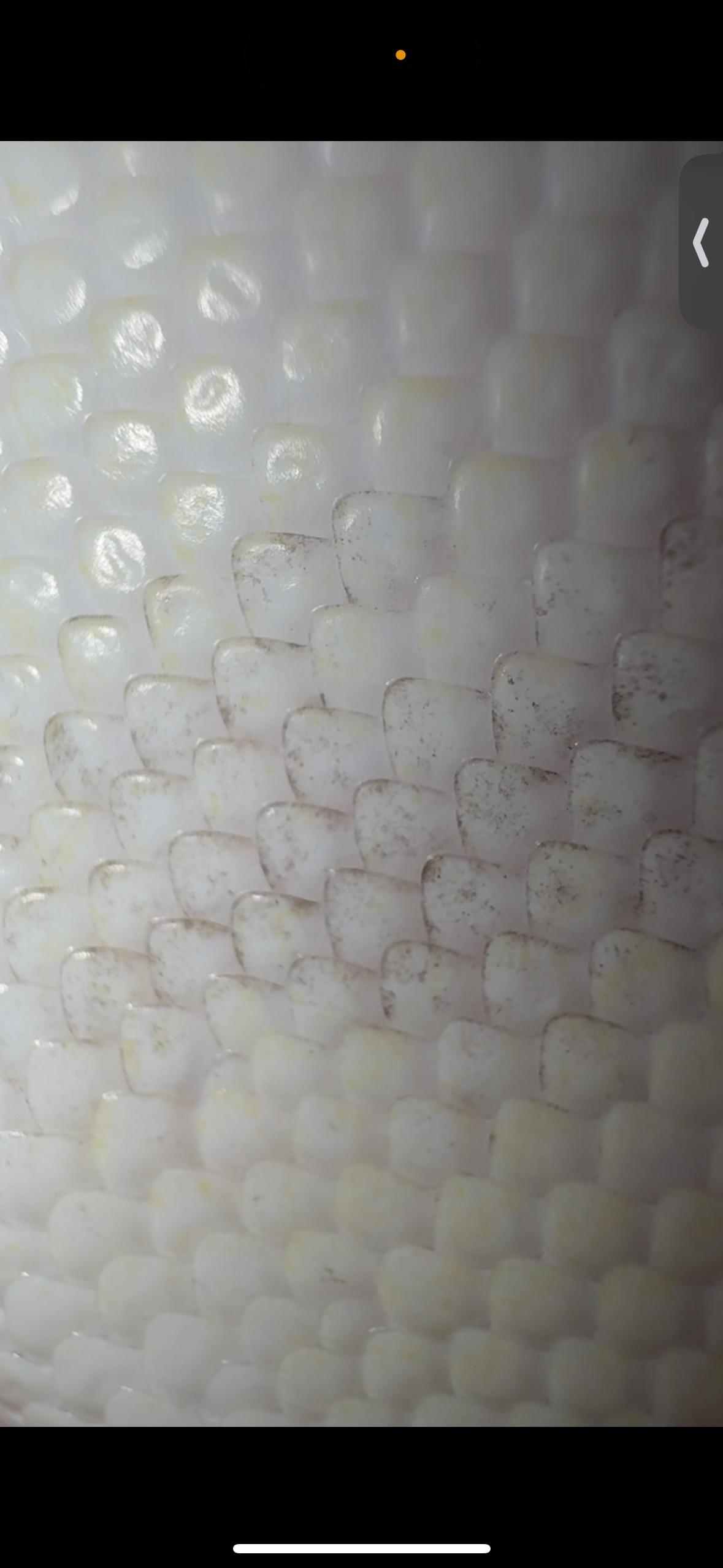 Scale rot - Help | Scrolller