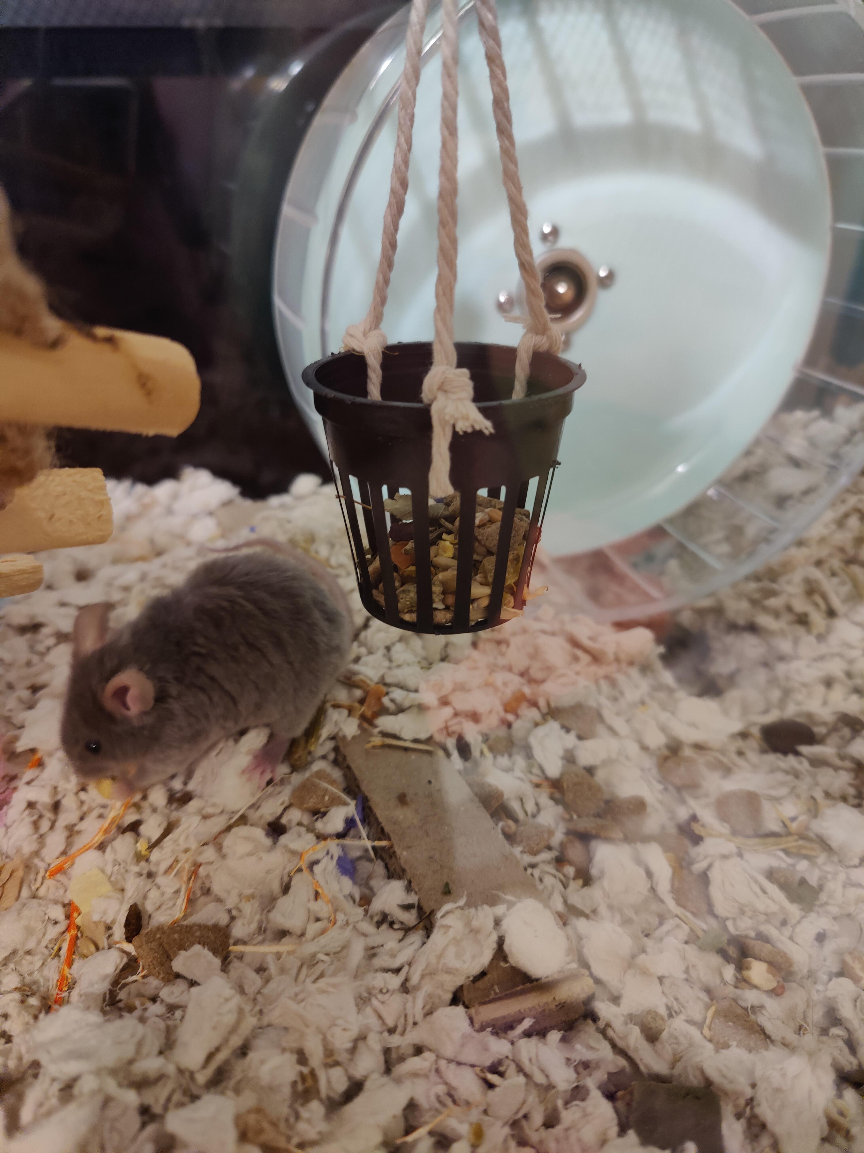 Diy for anyone with aquarium plants, use the lil pots as a foraging toy! | Scrolller