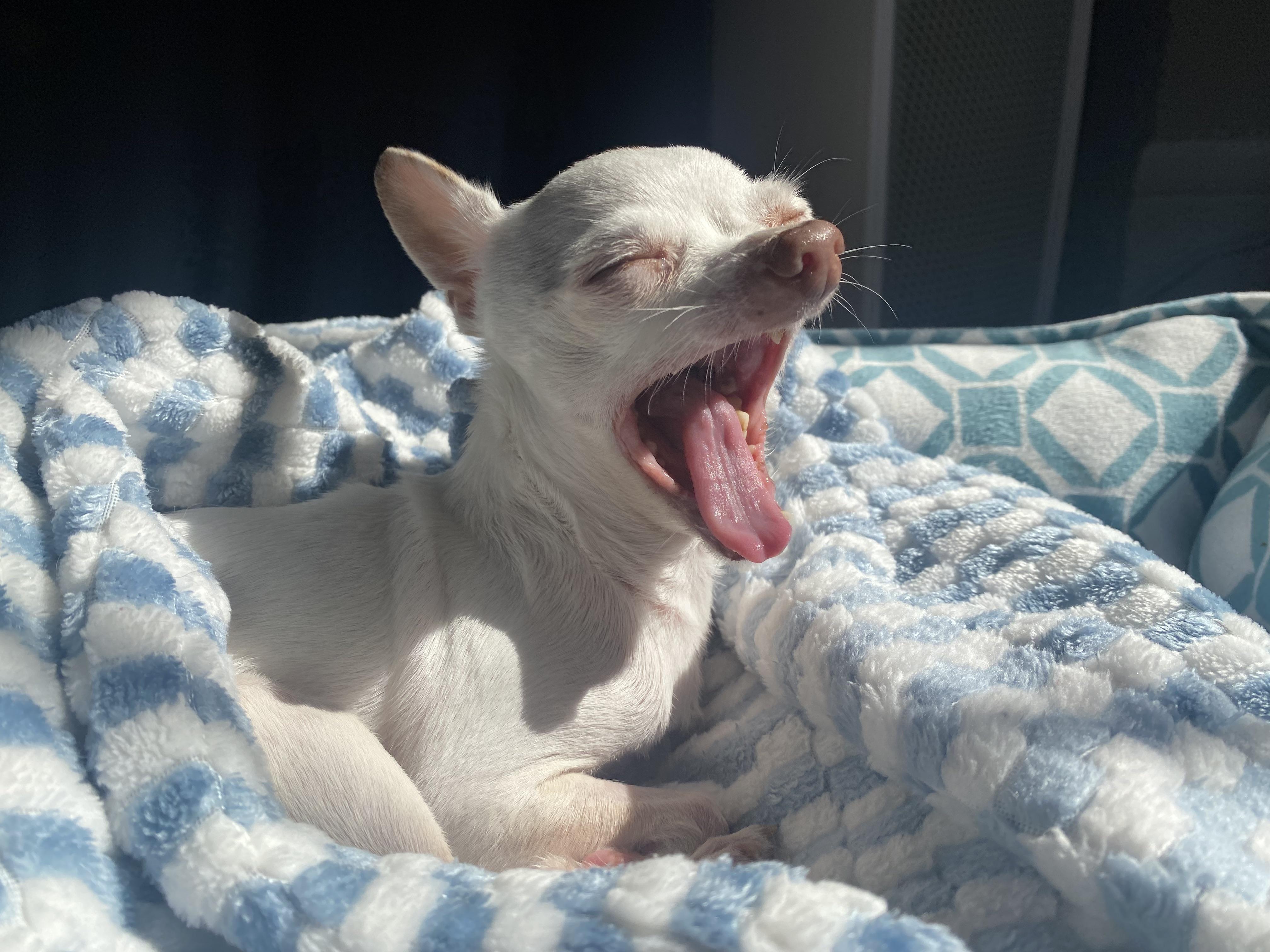 Caught an entire yawn frame by frame. Daddy’s girl! | Scrolller