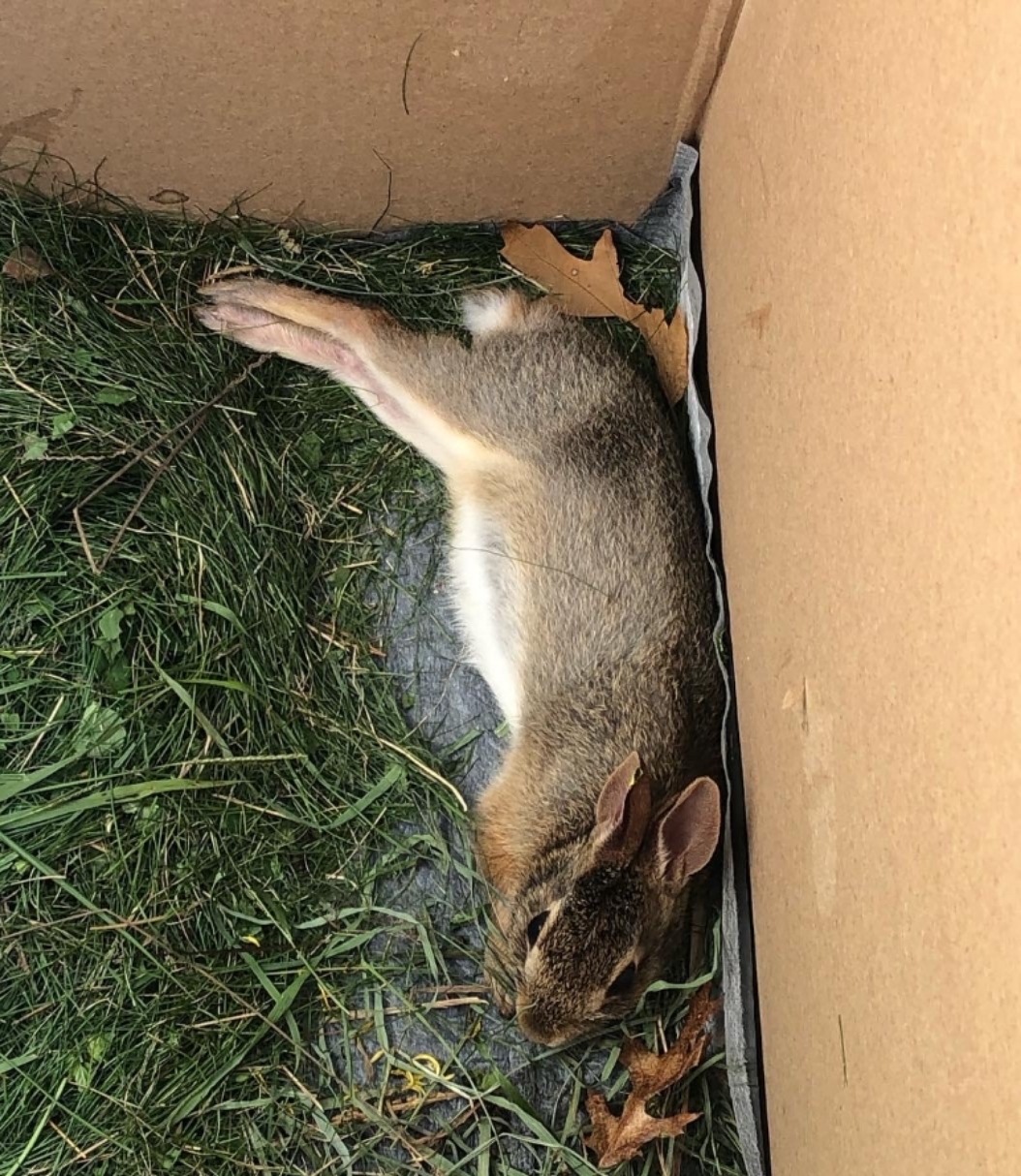 "Shrimpy-Shrimp Scamper" taking a rare time-out from continuous mischief | Scrolller