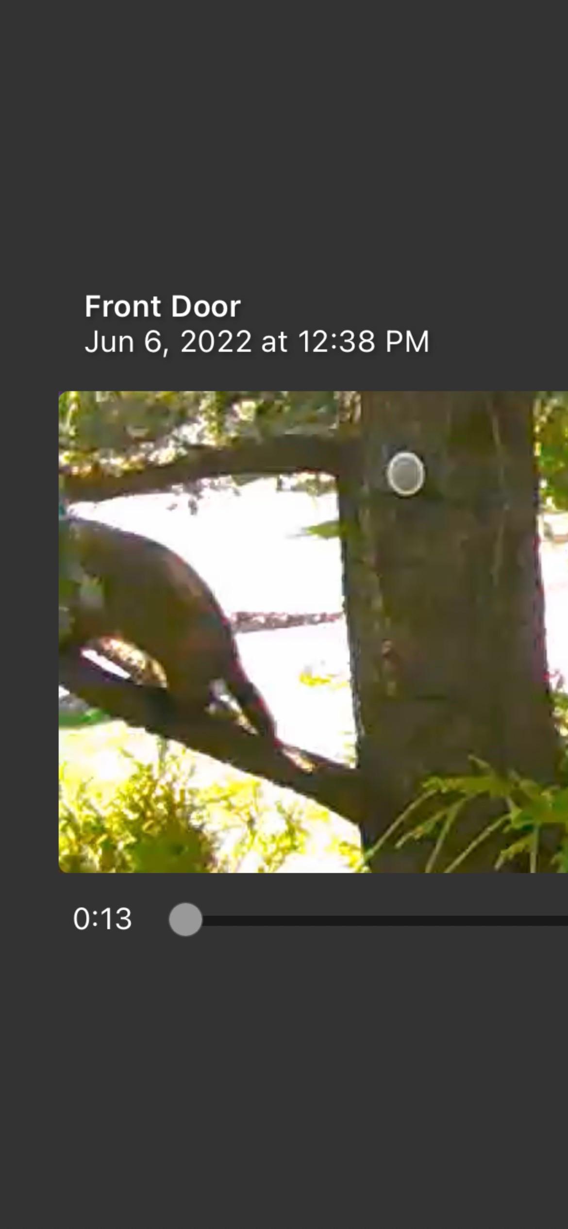 Need help identifying an animal | Scrolller