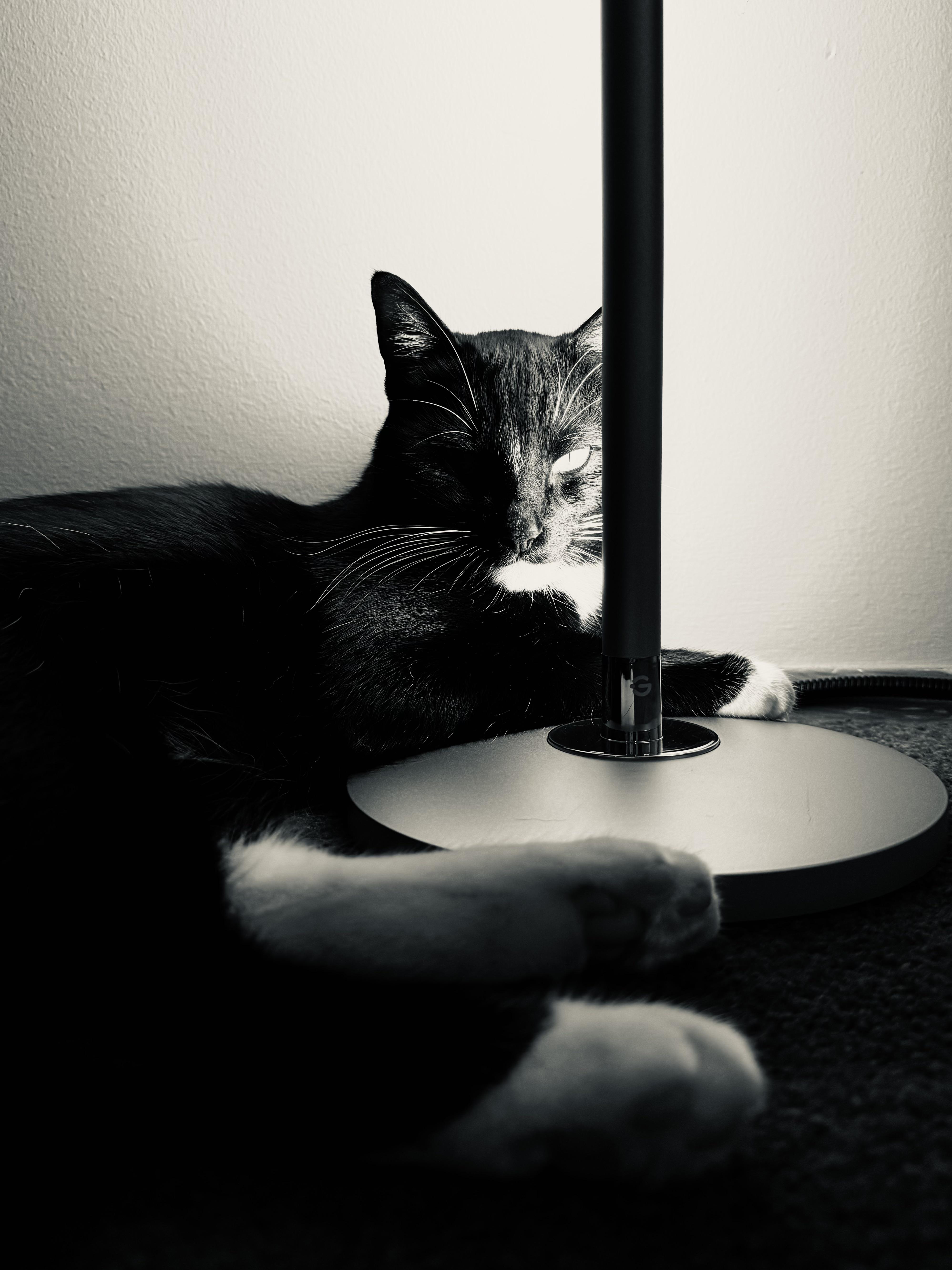 This guy discovered my new accent lights and demanded a photoshoot | Scrolller