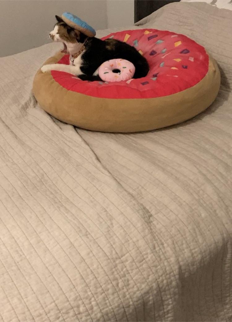 Donut queen | Scrolller