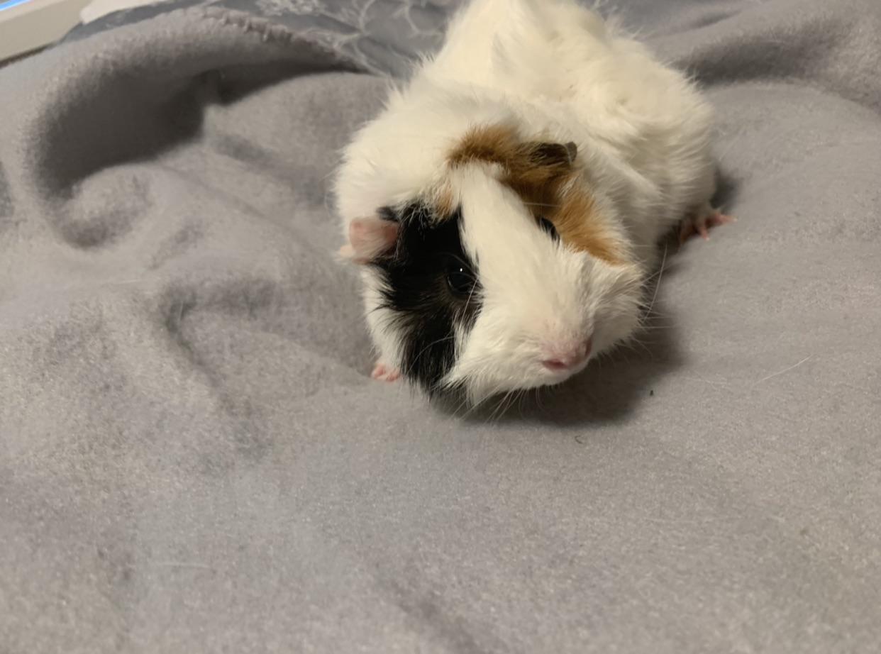 Here are my piggies! | Scrolller