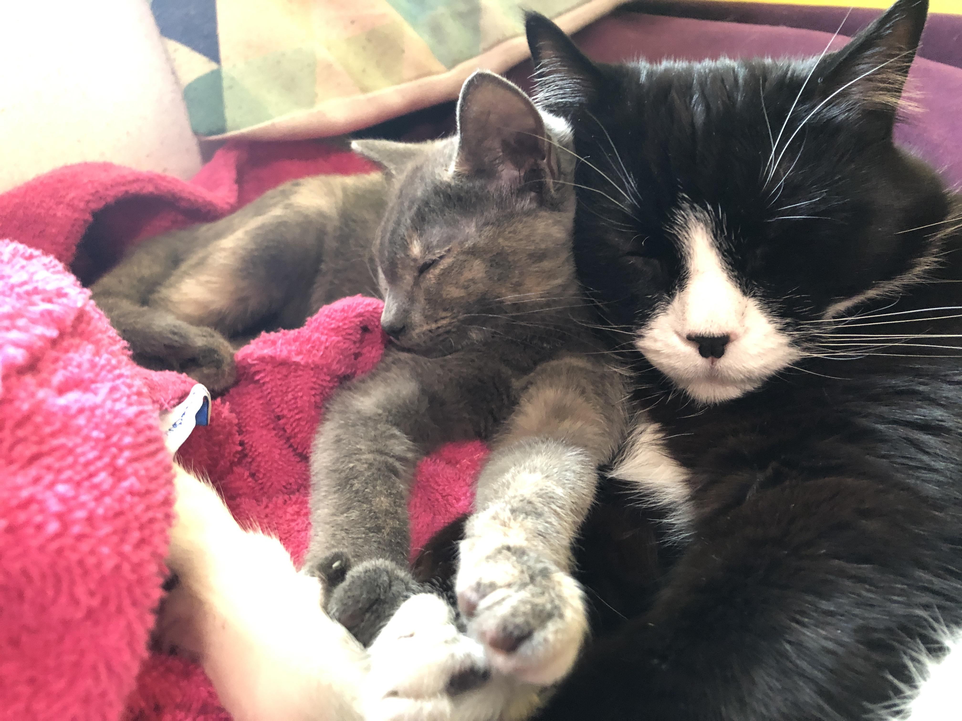 My cat is a dork | Scrolller