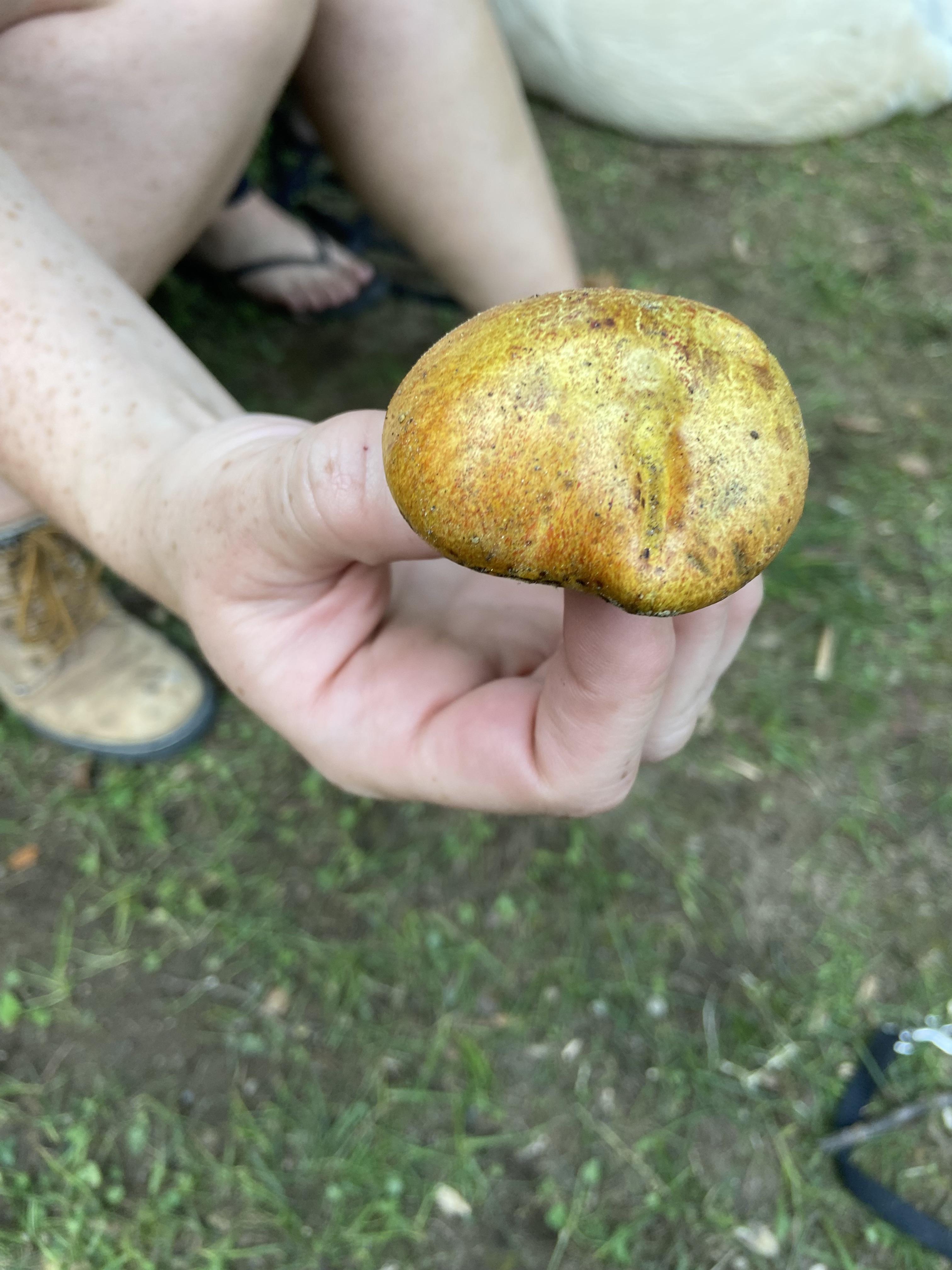 What is this mushroom? | Scrolller