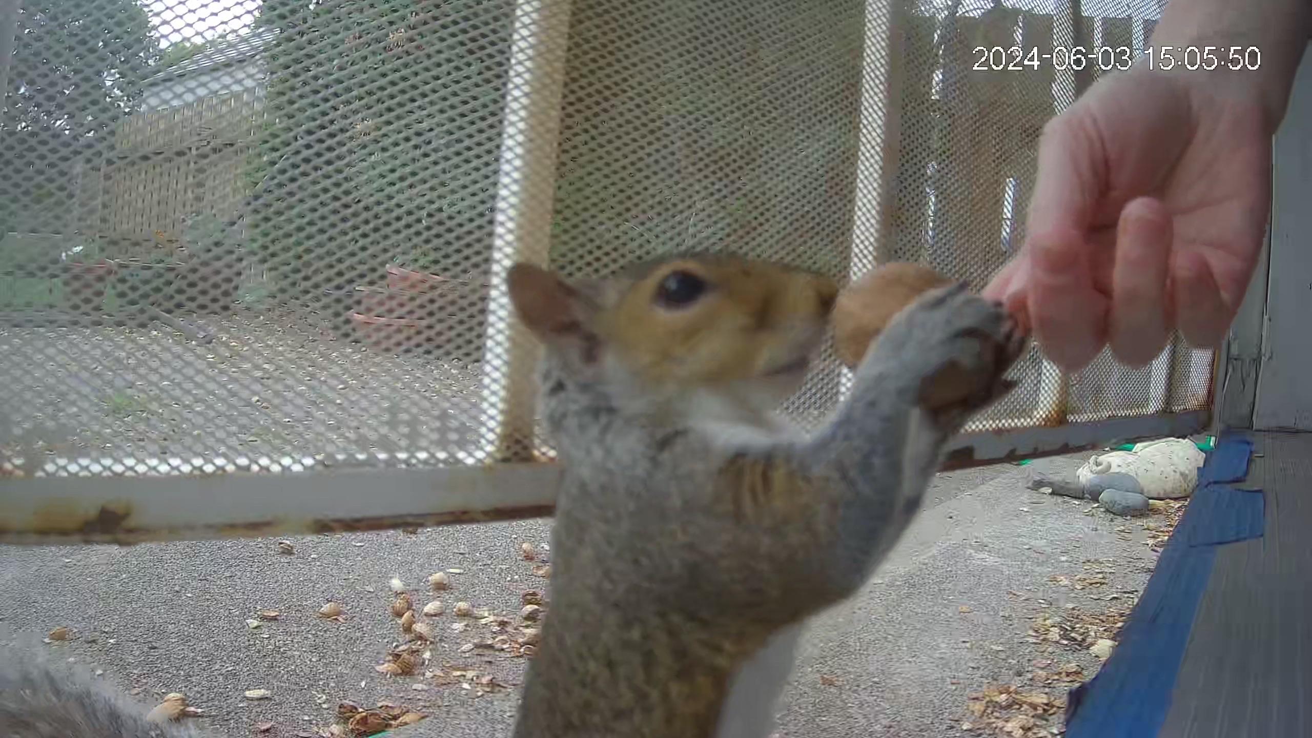 Very polite little buddy | Scrolller