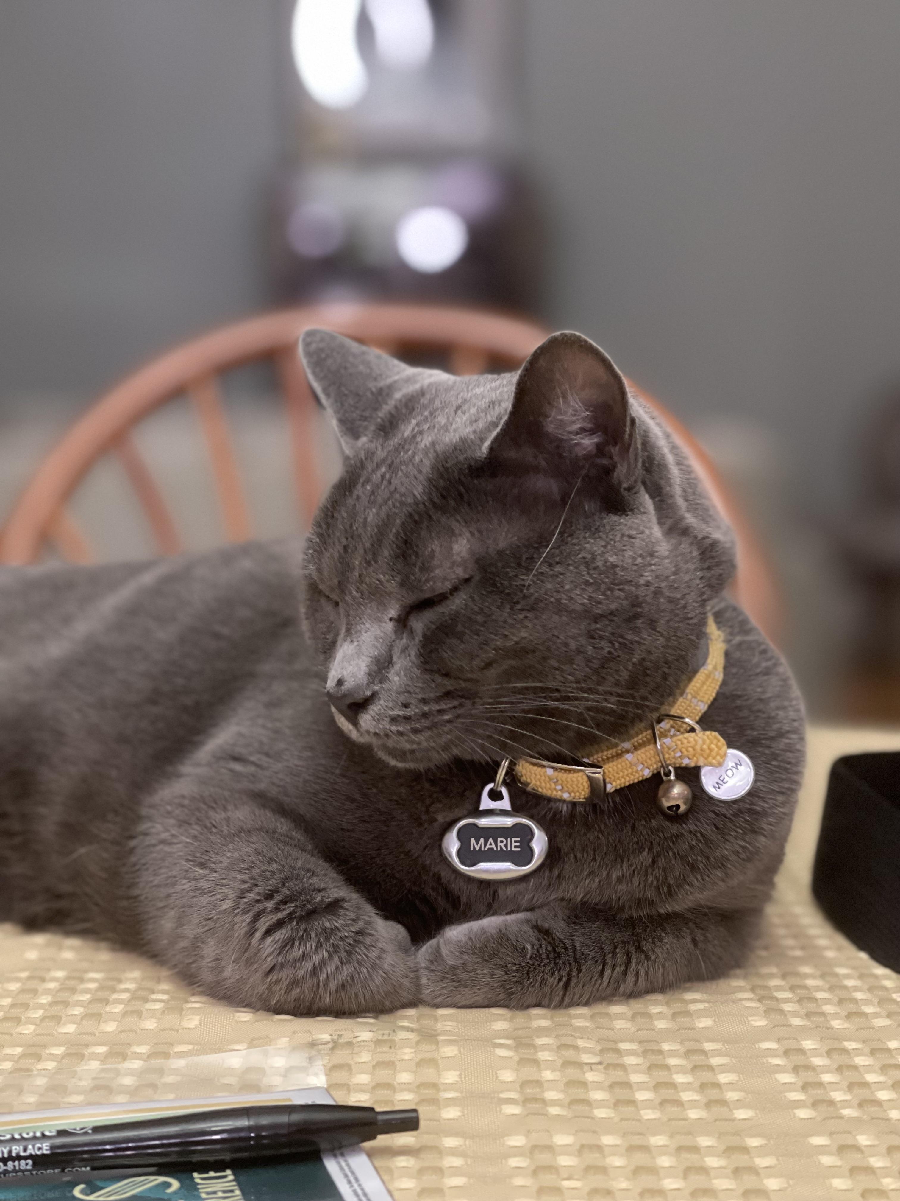 Some choice photos of my cats | Scrolller