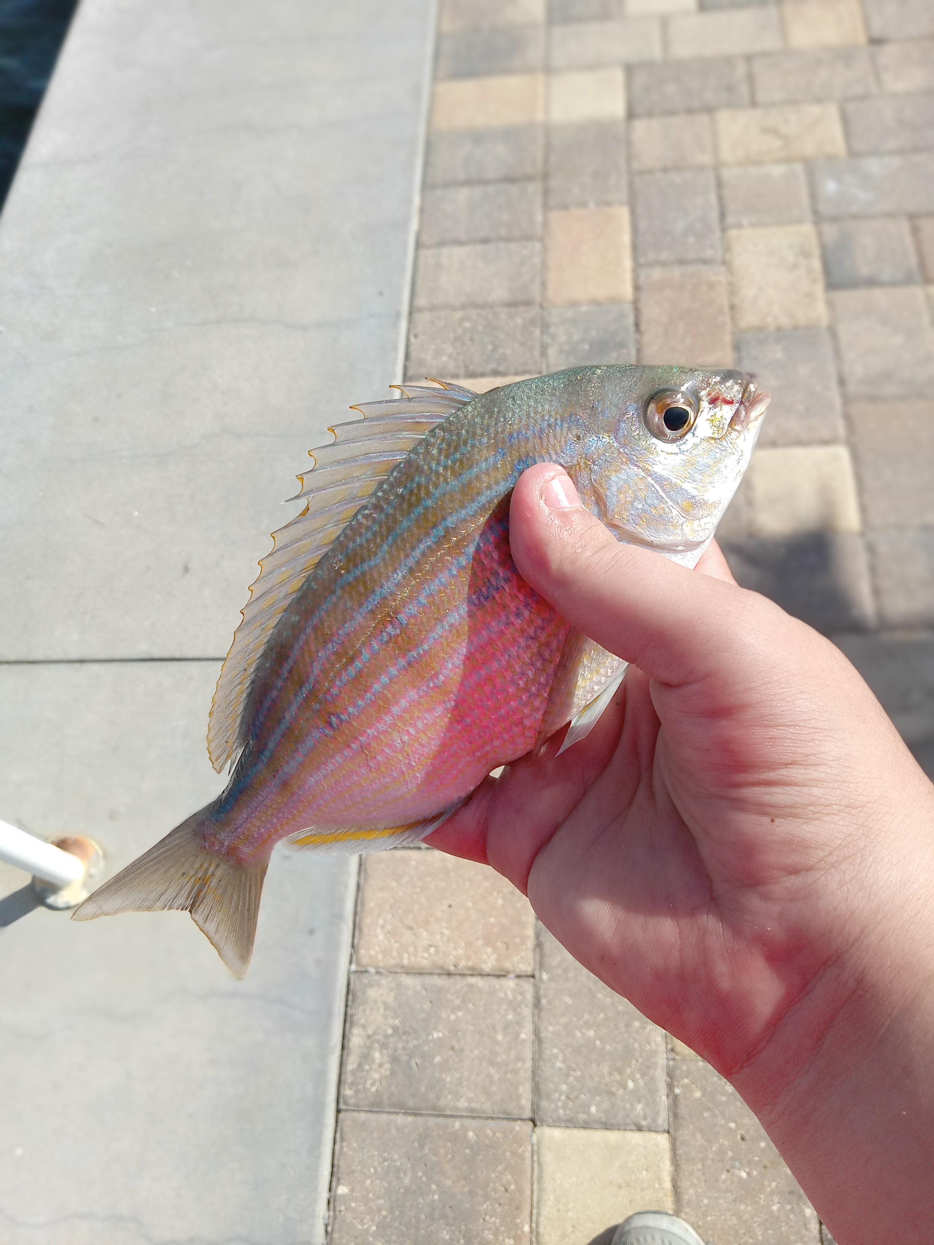 What are these fish? | Scrolller