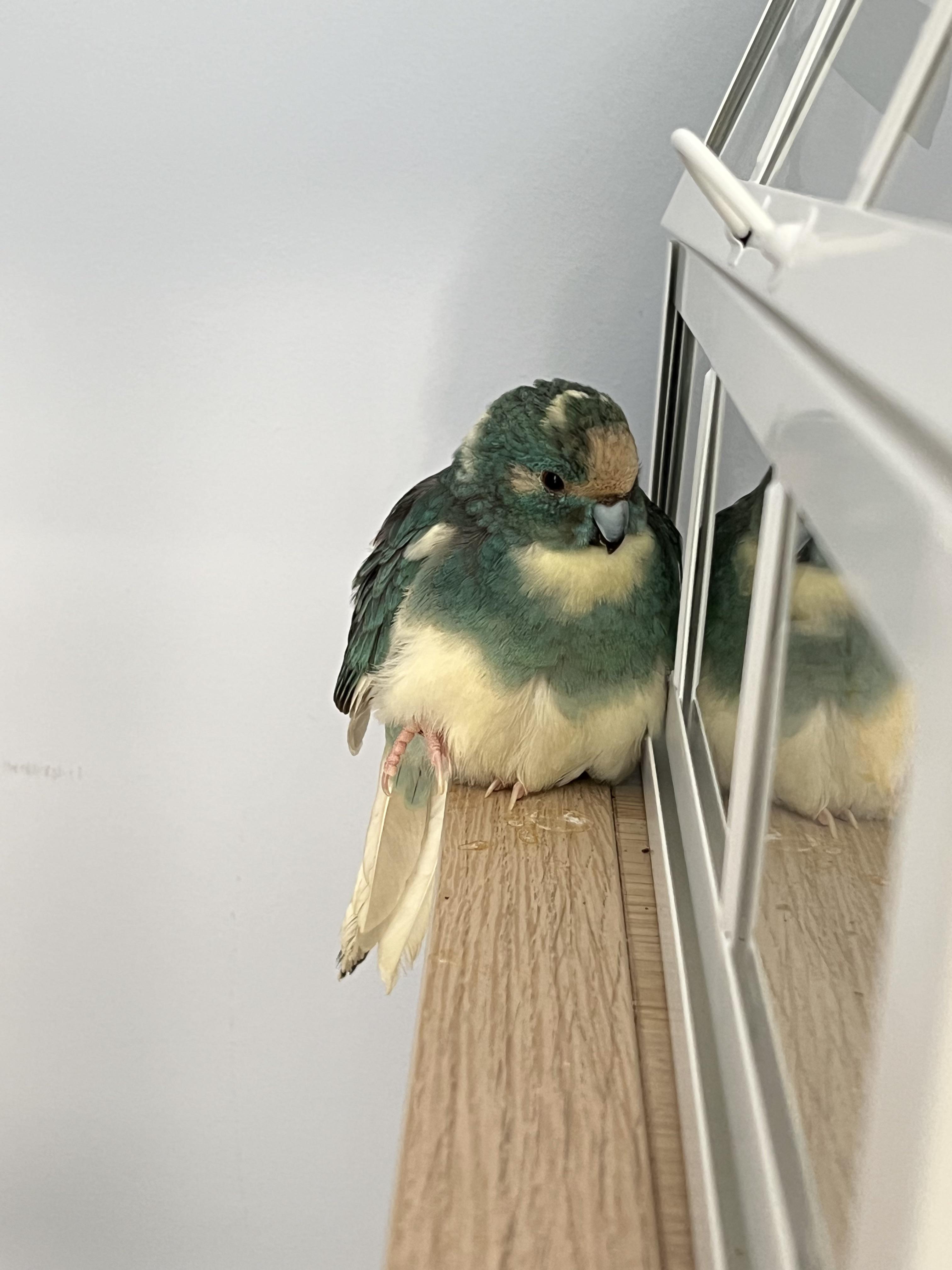 Meet Queen Bean | Scrolller