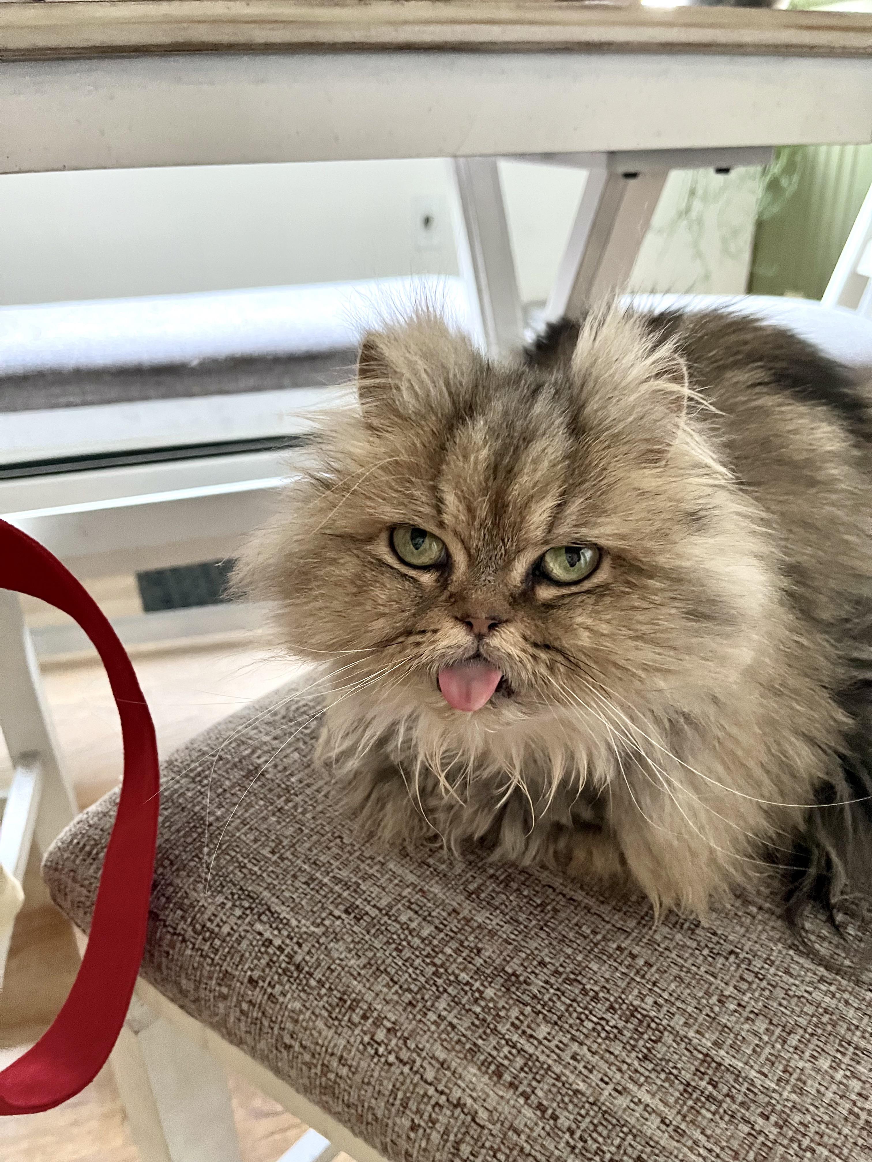 Discover more like Aww: Some of Theadore’s best bleps and Related Content | Scrolller