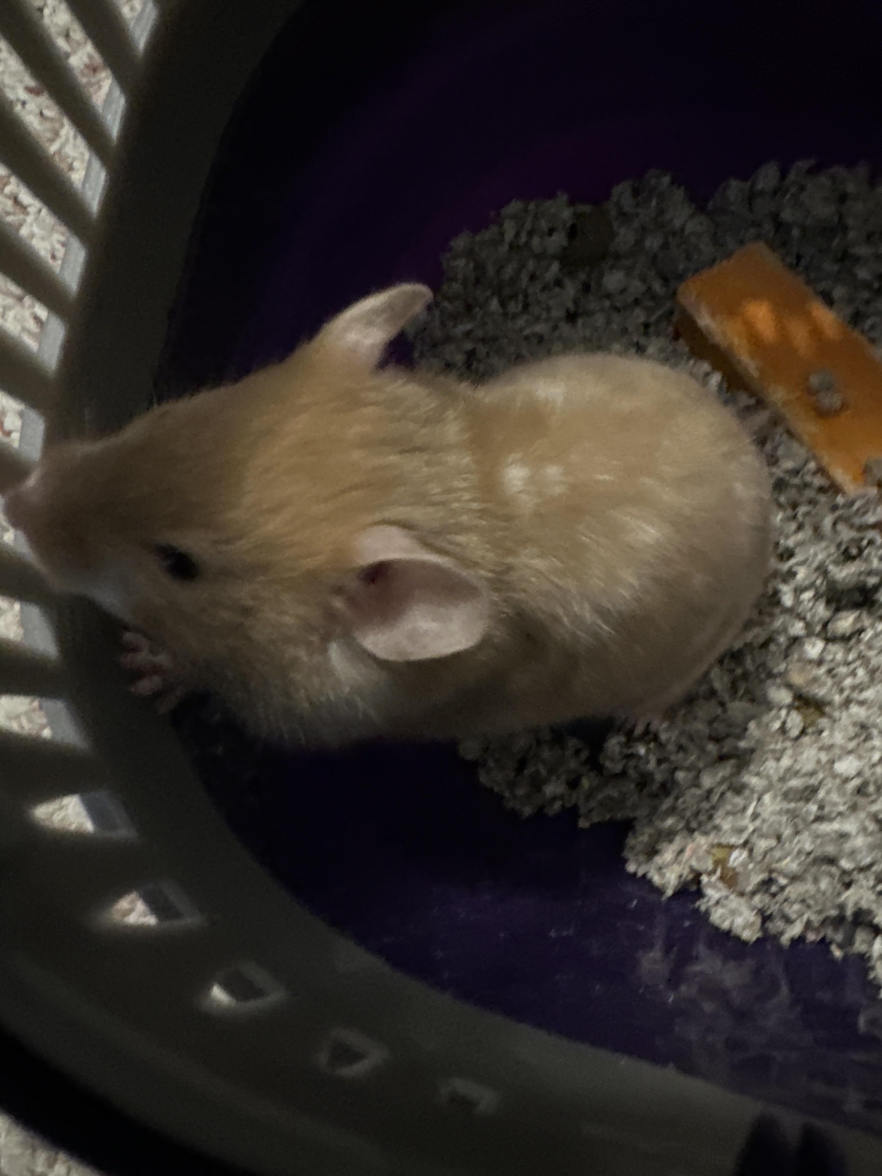 I’m trying to make up for all the tiny plastic and wire cages I had hamsters in during the 90s ...