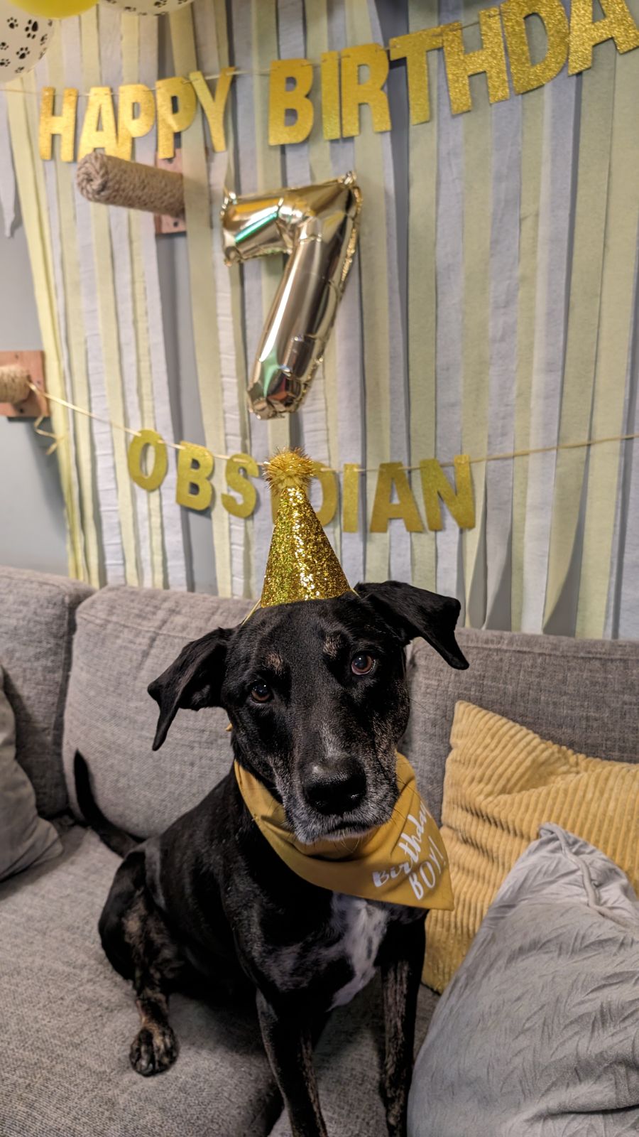 Happy 7th birthday to the love of my life, Obsidian! | Scrolller