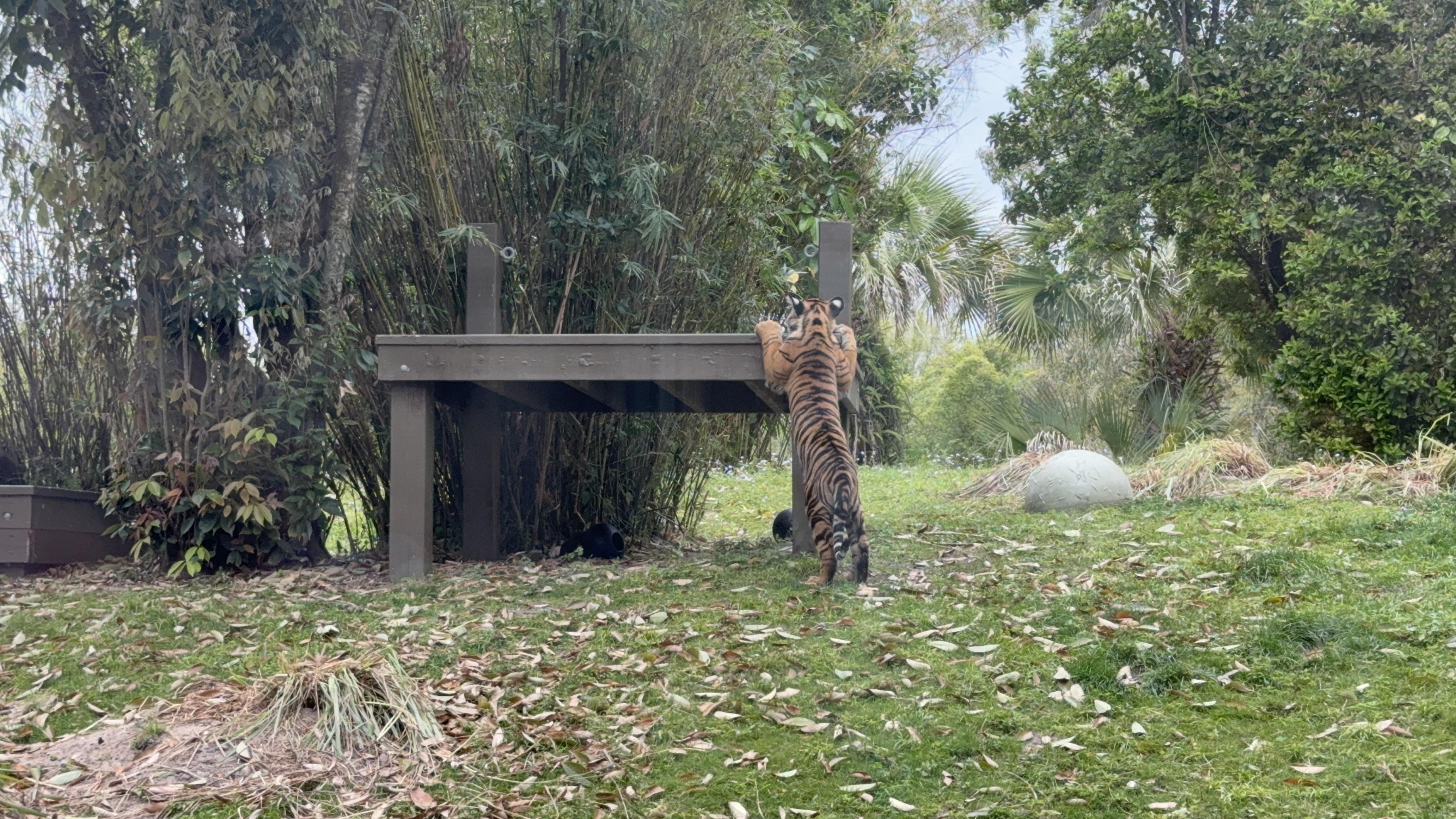 I got to see an adorable baby Sumatran tiger kitten today | Scrolller