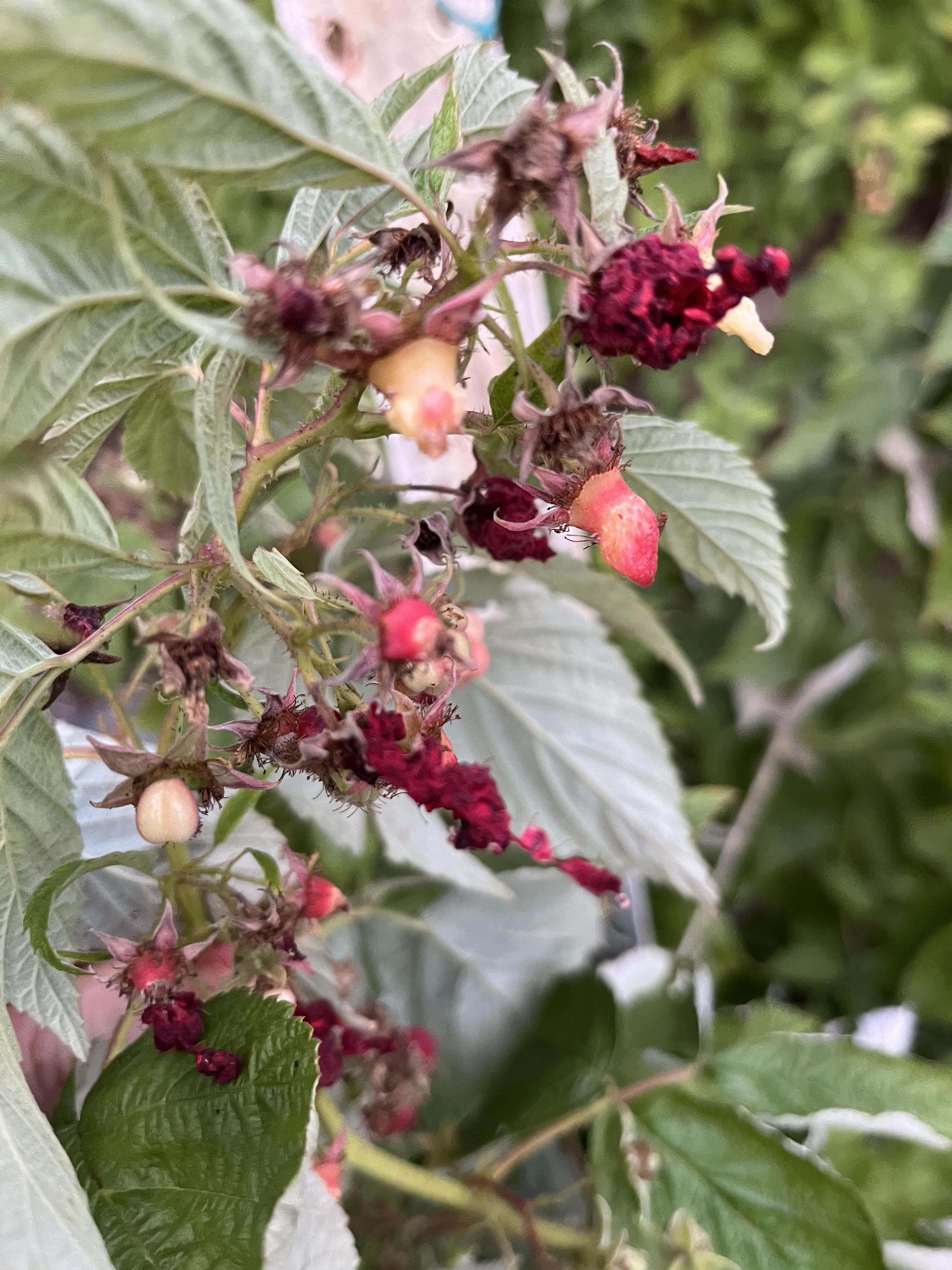 Raspberry growers? | Scrolller