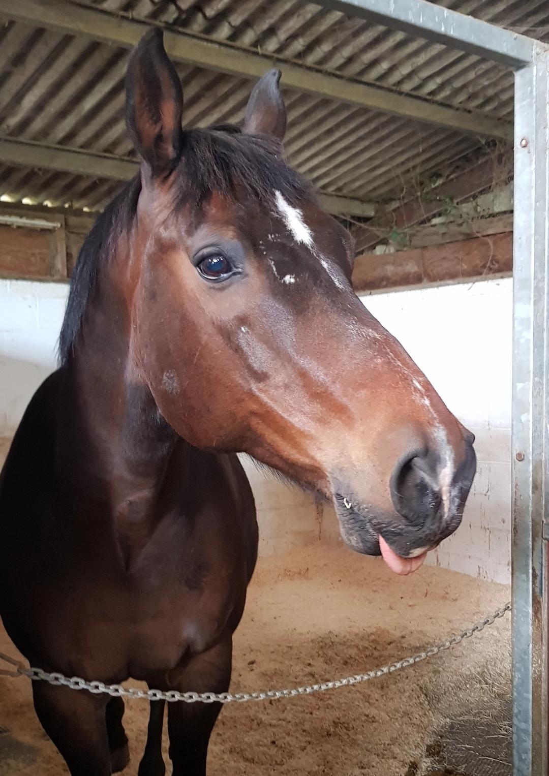 Big blep from my big cat | Scrolller