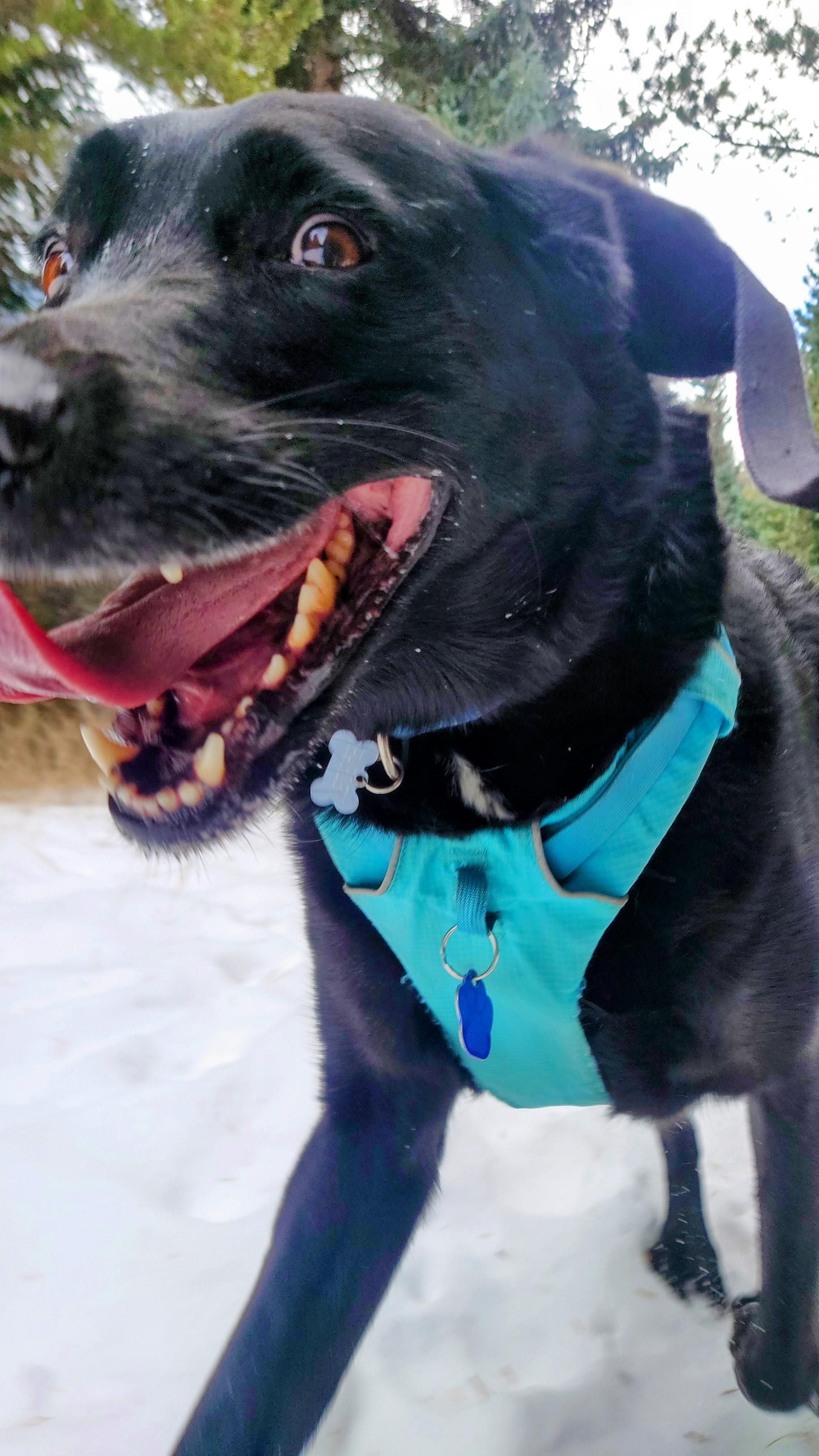 [OC] Happy derp | Scrolller