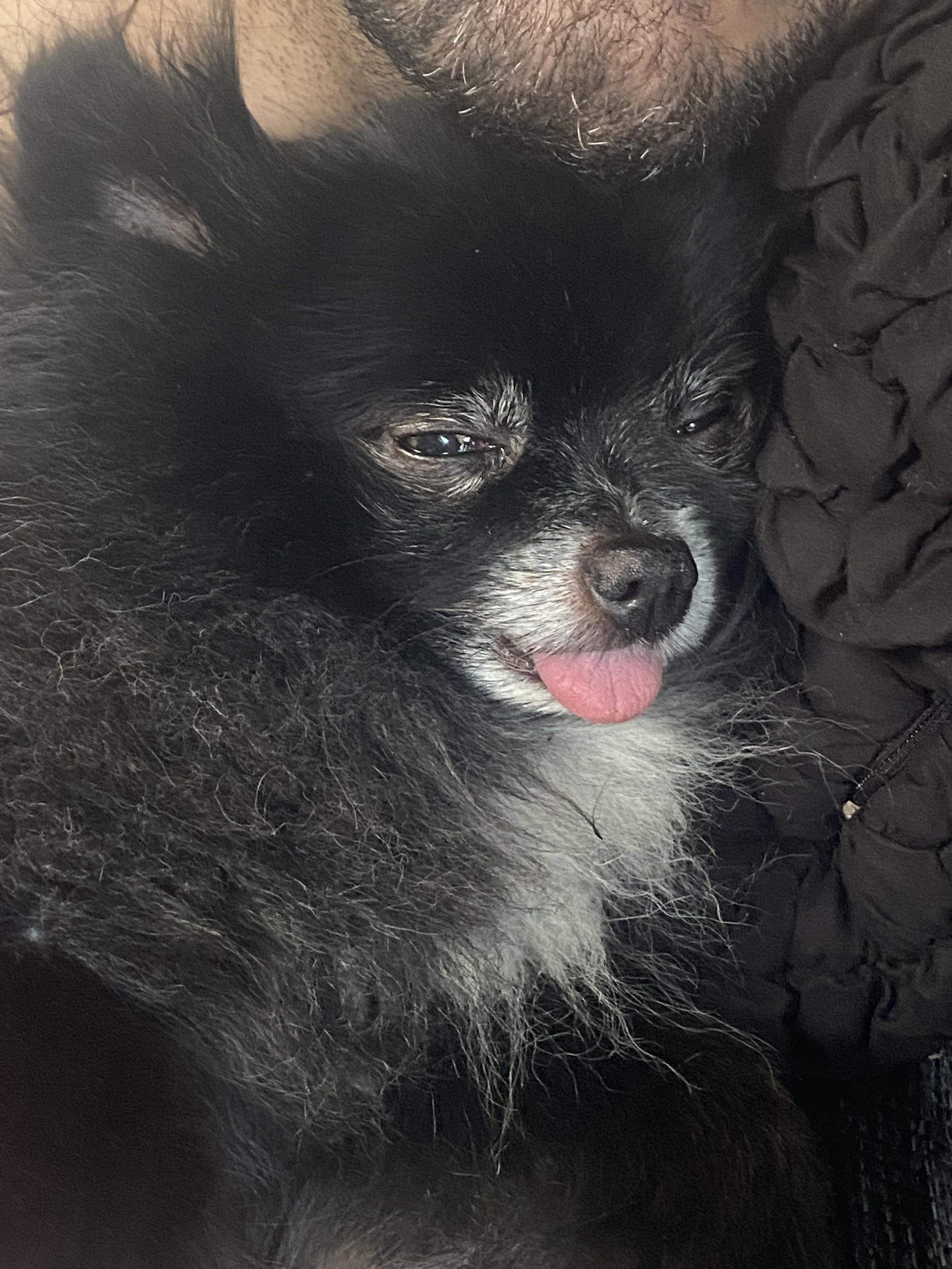 Discover more like Redditgetsdrawnbadly: Please draw Jackson and his permanent blep and Related ...