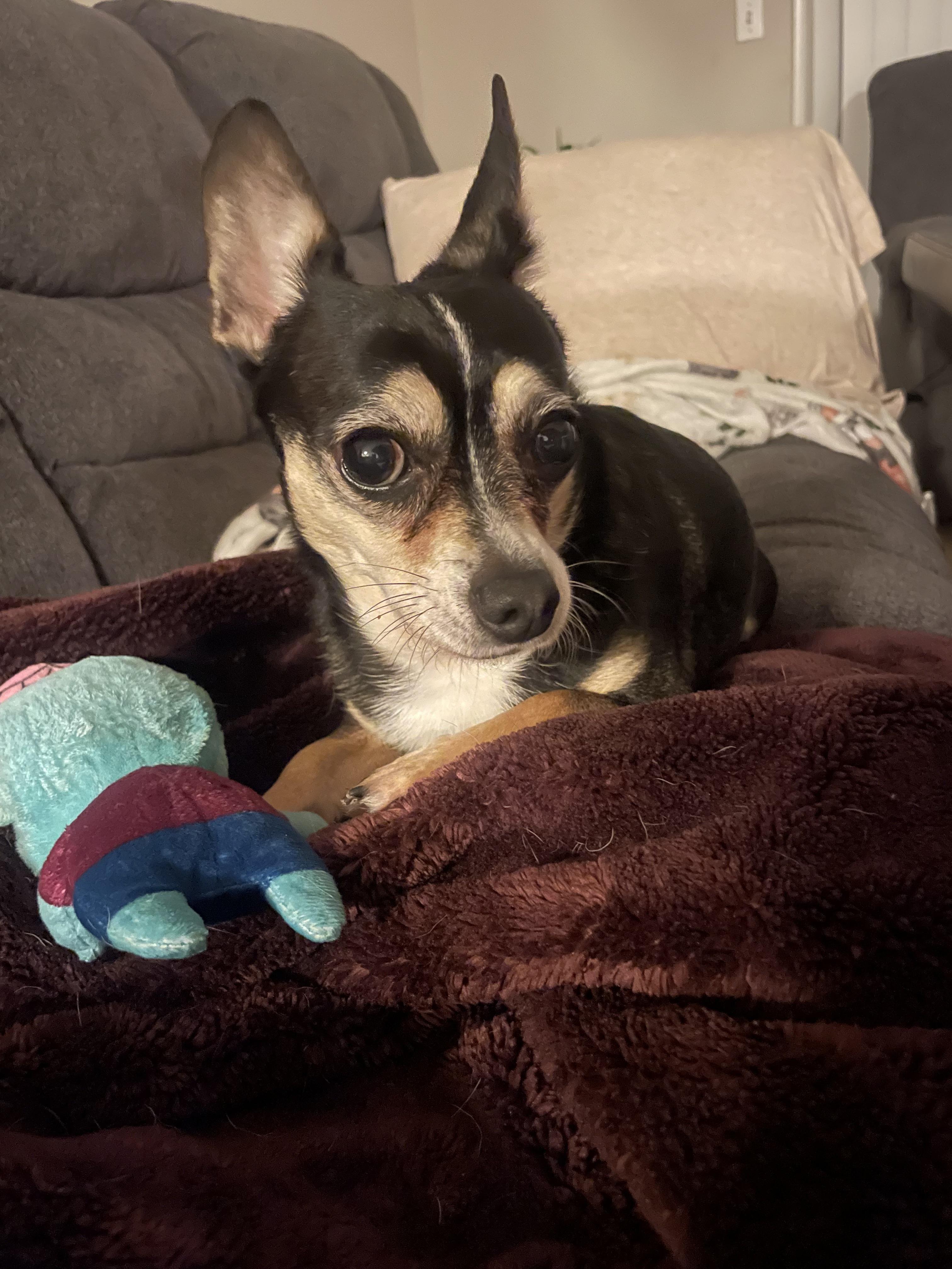 My boy and his ears | Scrolller