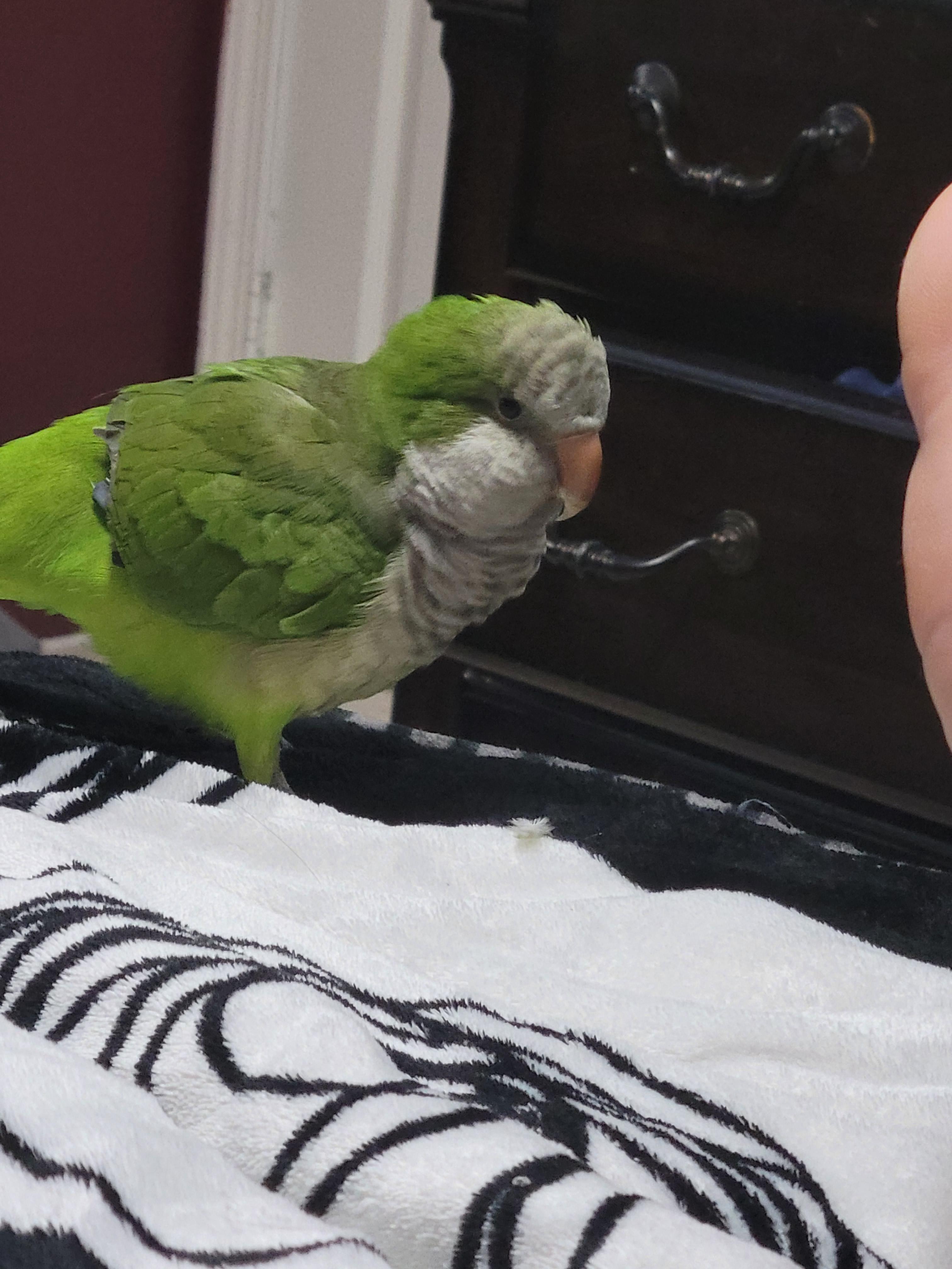 I'm such a Paparazzi birb | Scrolller