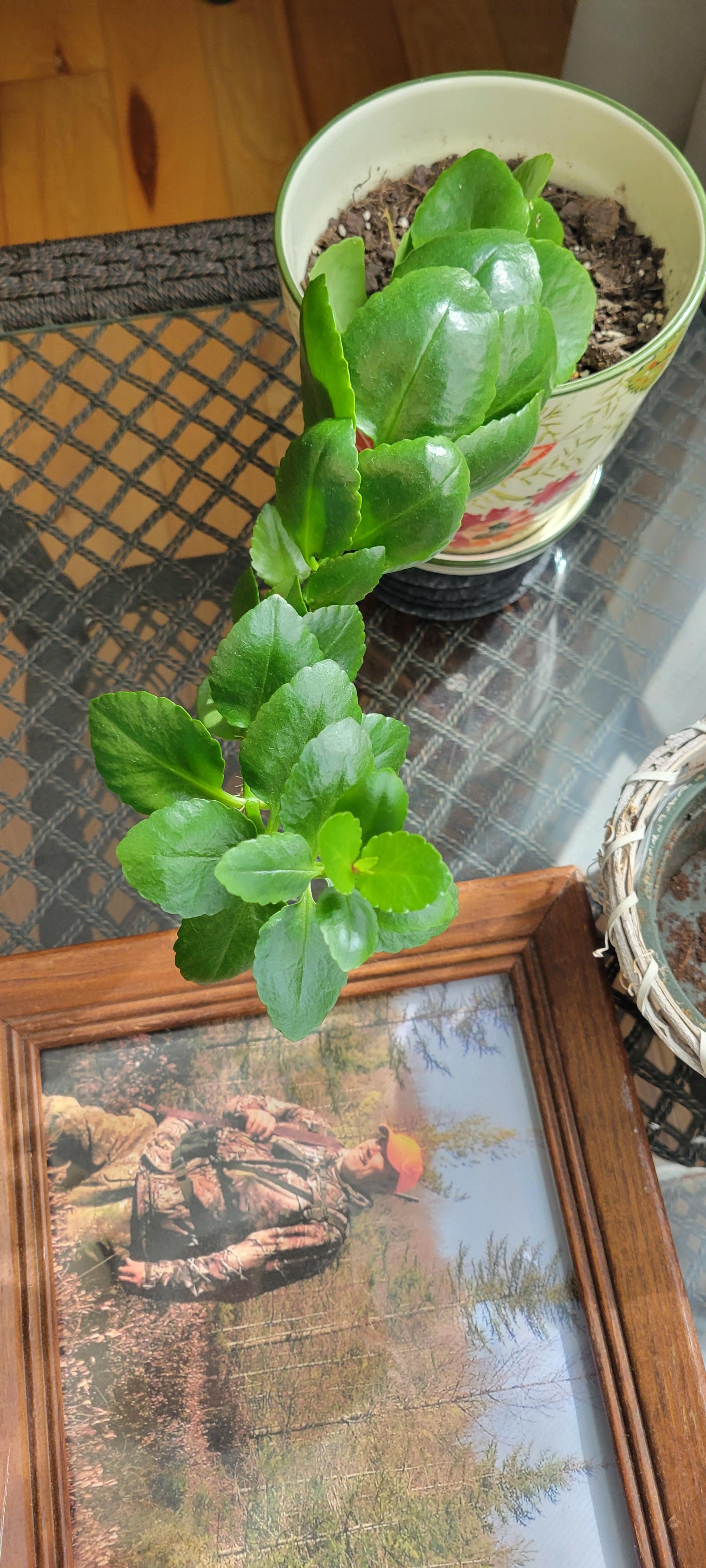 What is this plant? | Scrolller