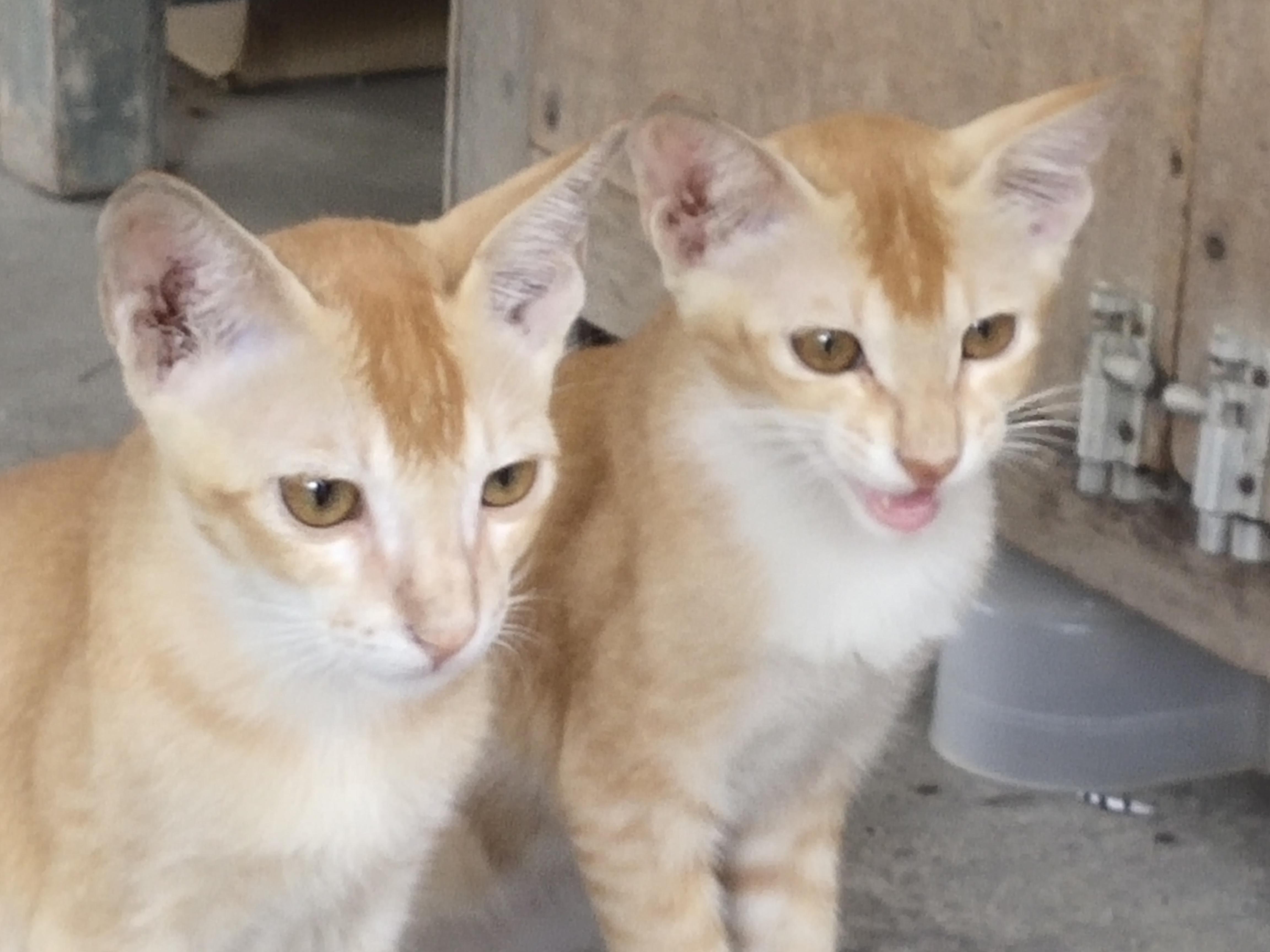 Catto twins waddled into my sister's house | Scrolller