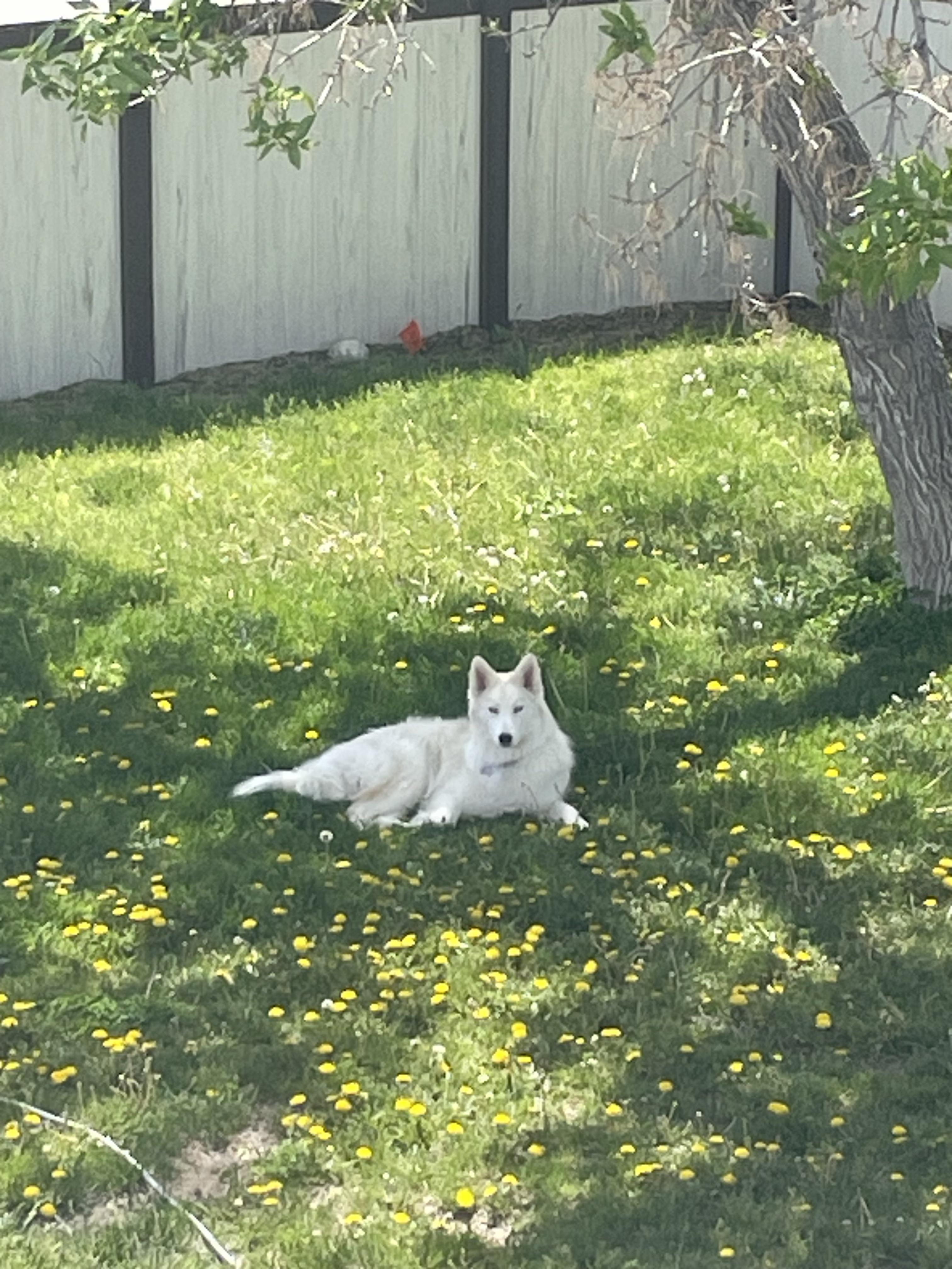 Darling Zelda in her meadow | Scrolller