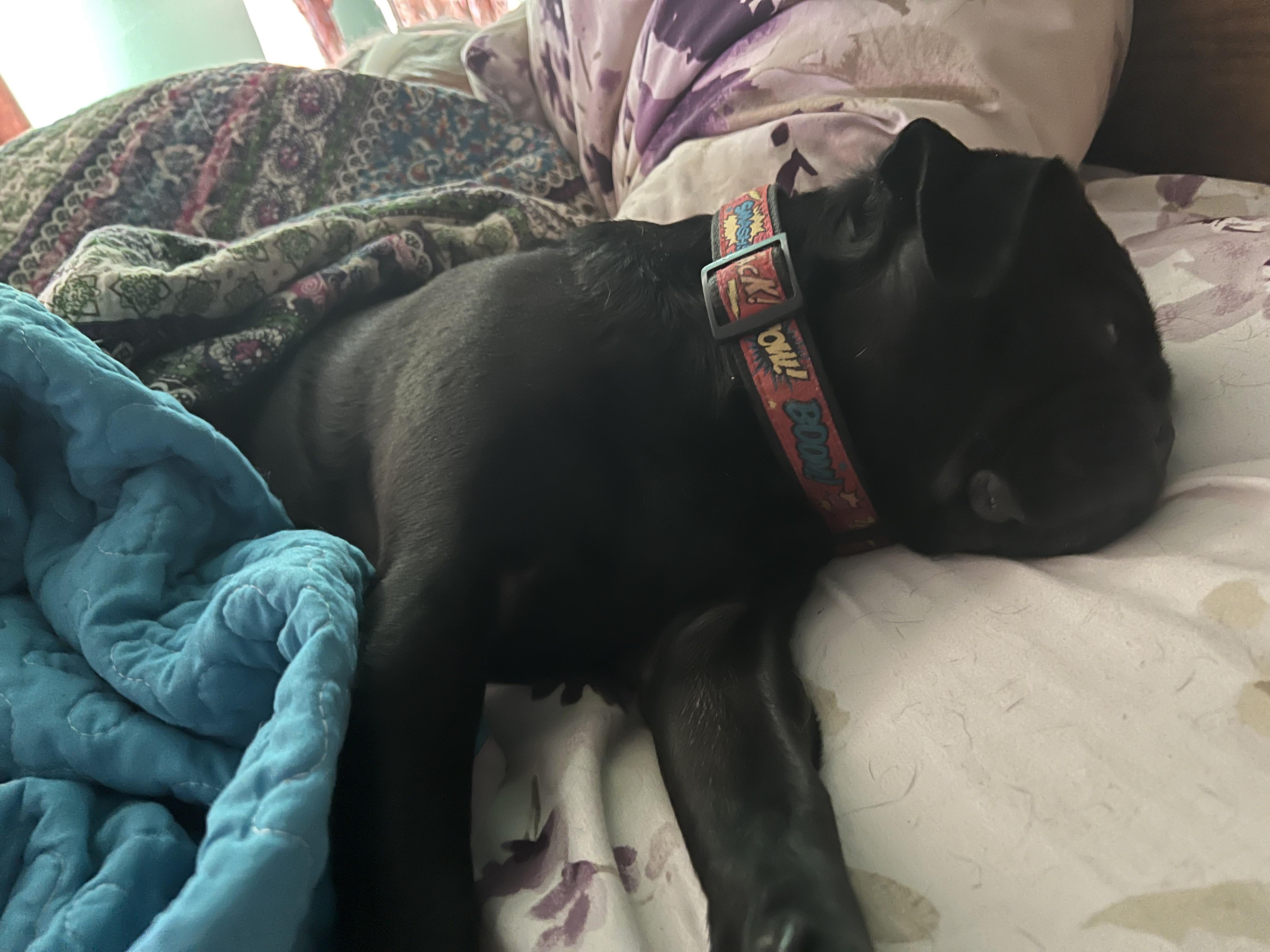 Bug the Pug just turned 5 | Scrolller