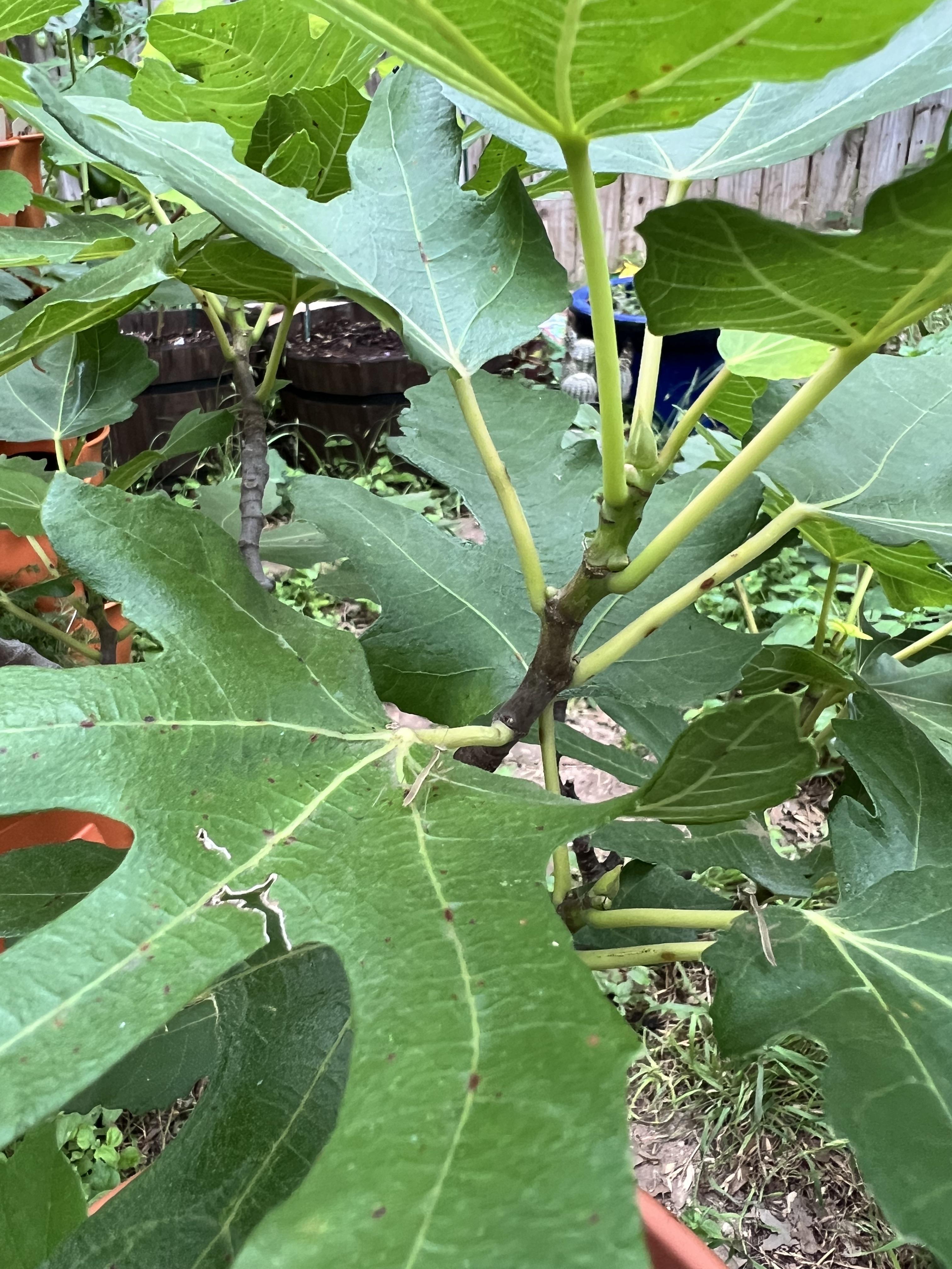 Little Miss Figgy Trees | Scrolller