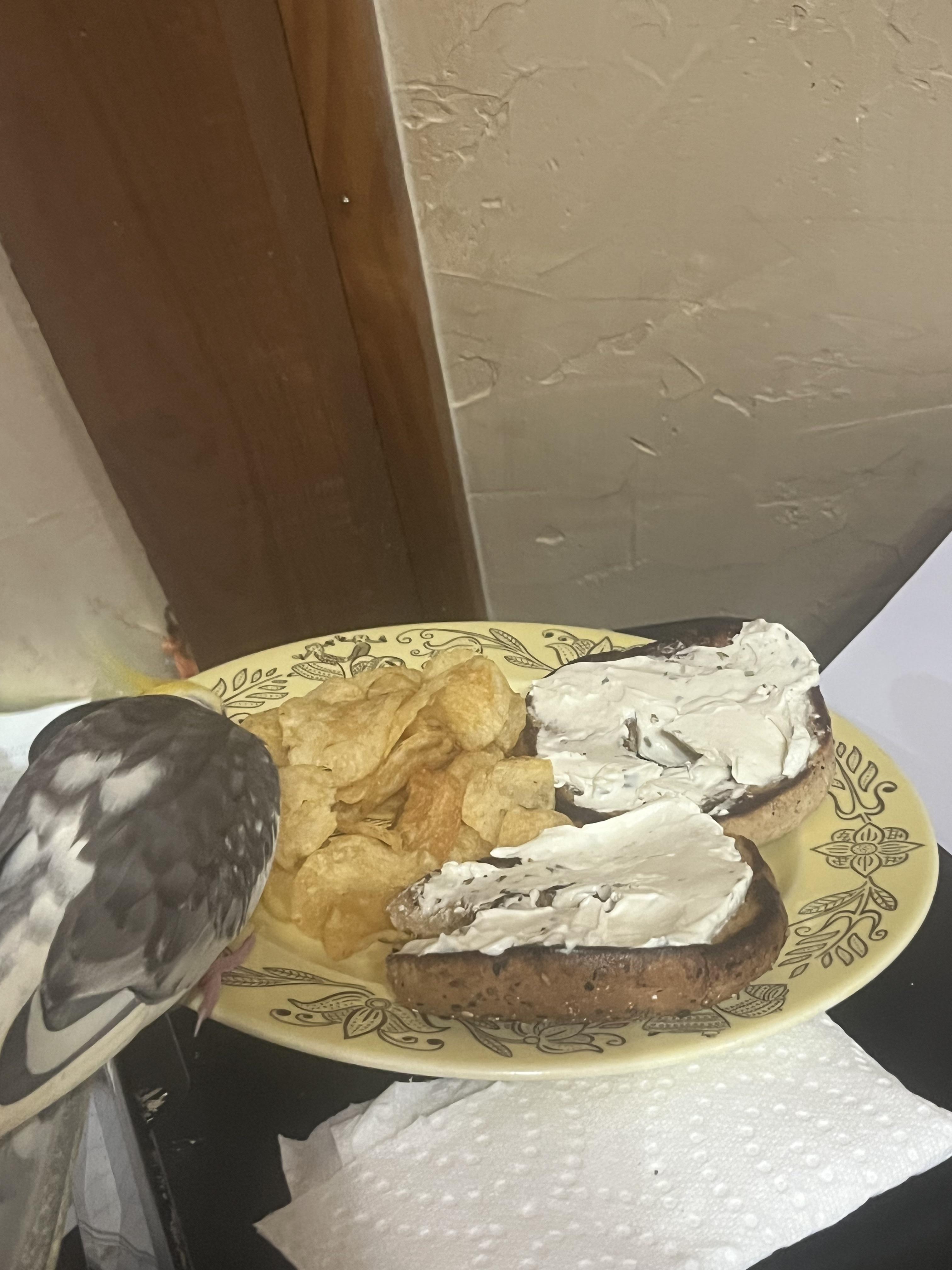 Thief caught in the act (he didn’t touch the bagel, he knows better) | Scrolller