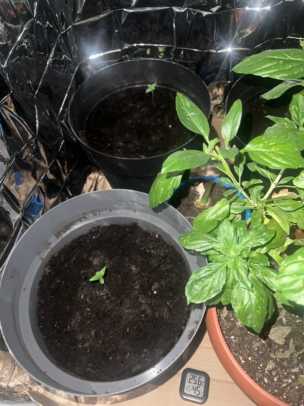 Weird “bleached spots” | Scrolller