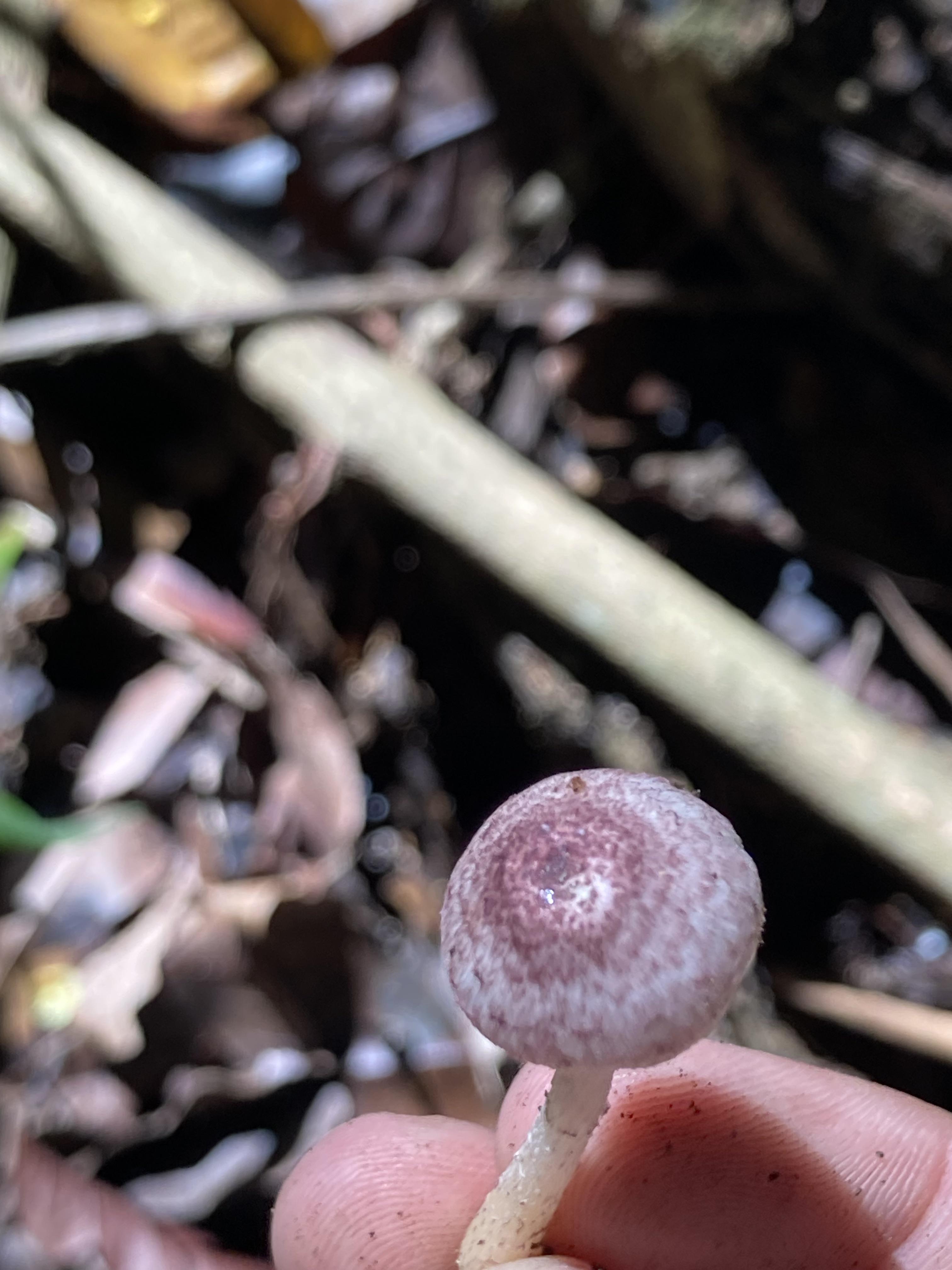 Who is he ? | Scrolller