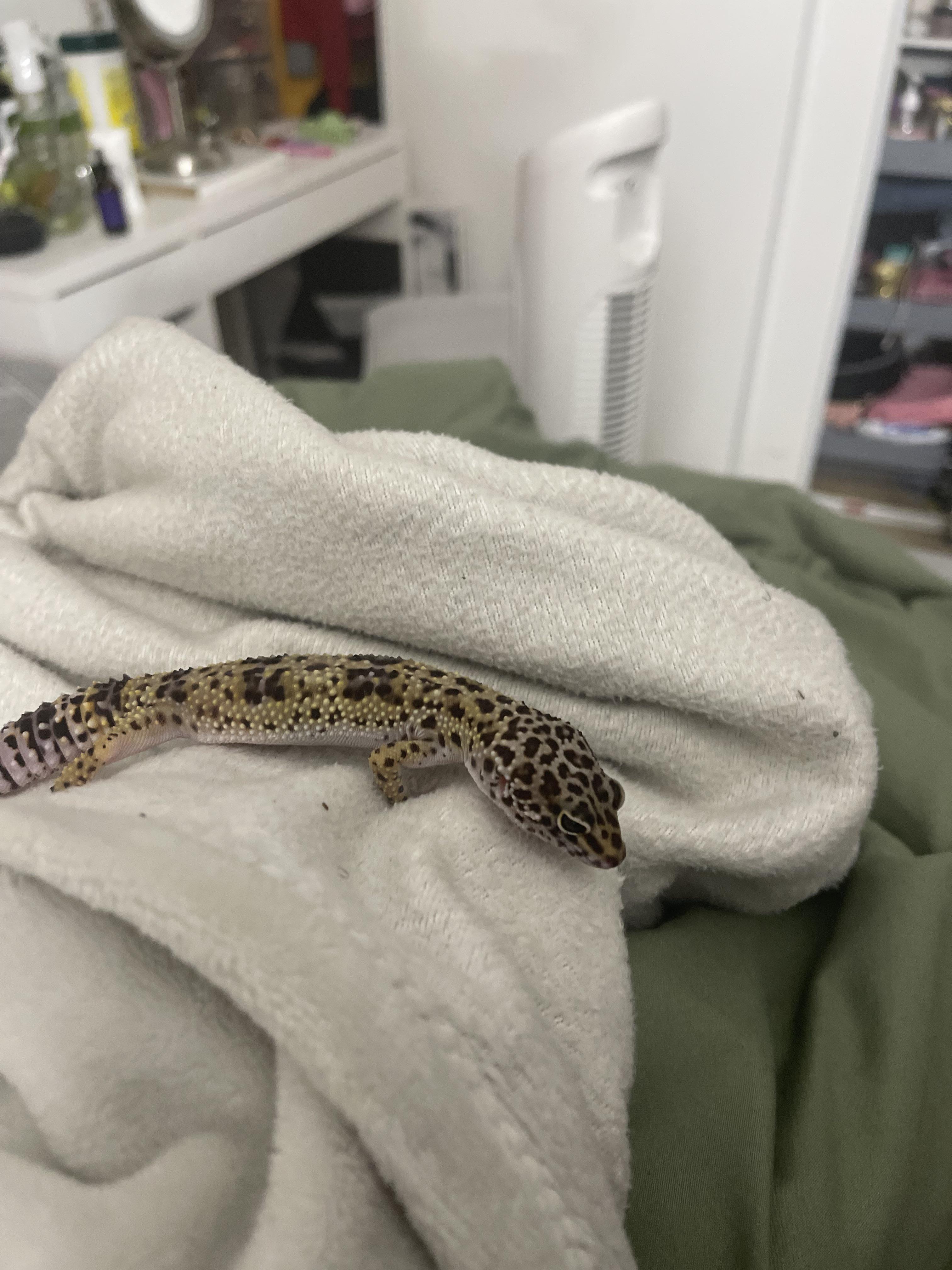 What is my leopard geckos morph | Scrolller