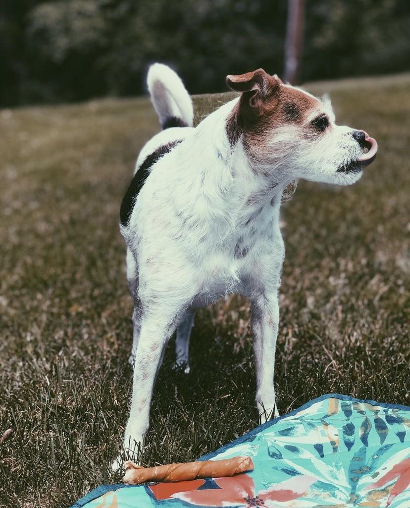 This is Riley! Her colors evolve every year and when I buzz her down she is covered in spots… no ...