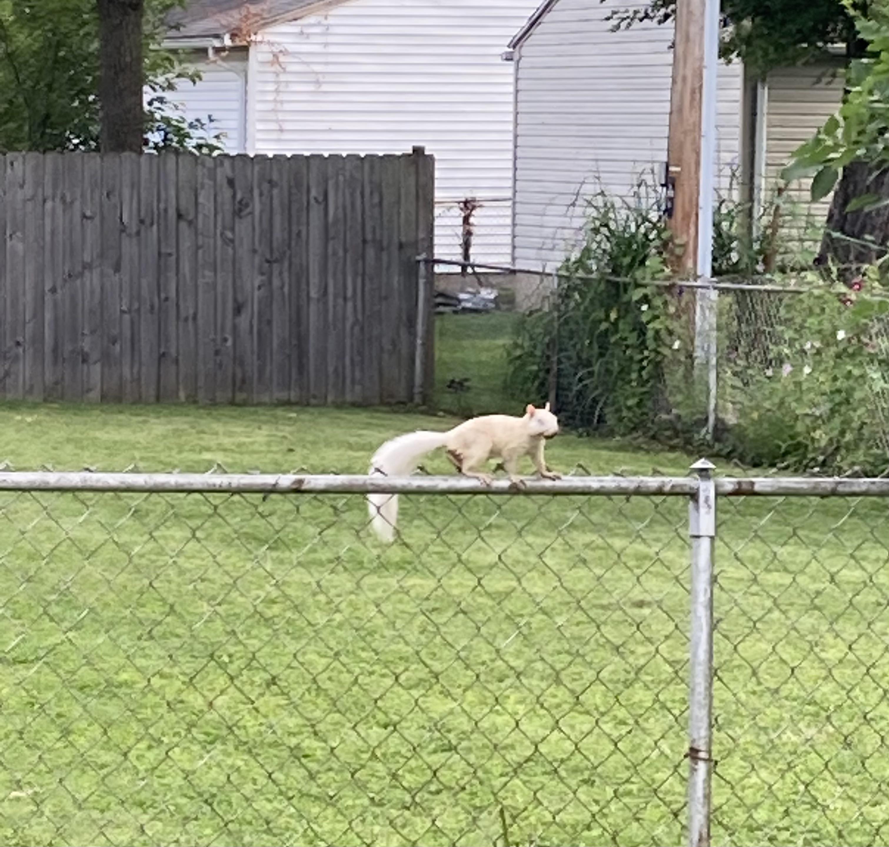 Albino squirrel in my yard | Scrolller