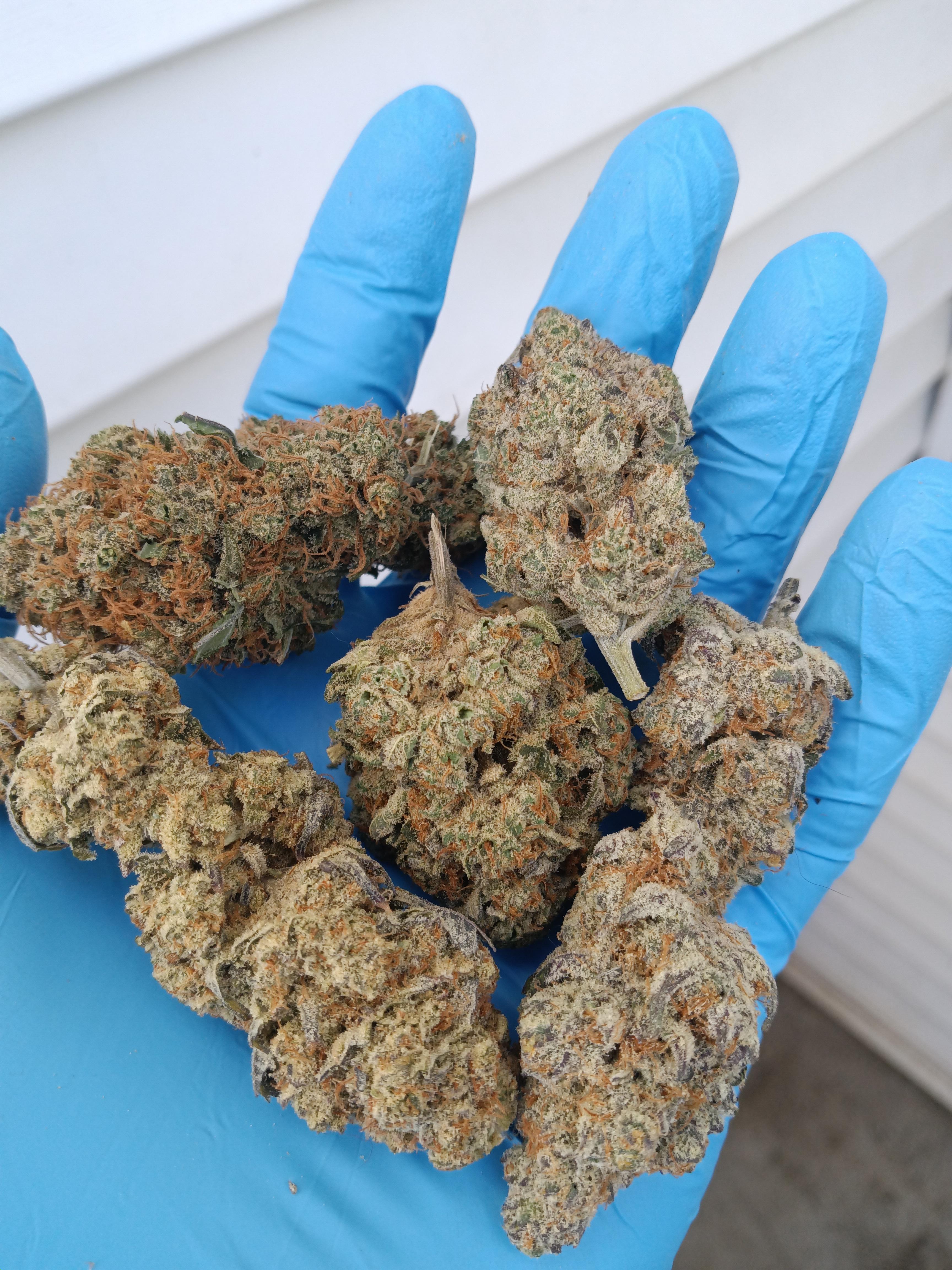 Organic cannabis curing | Scrolller