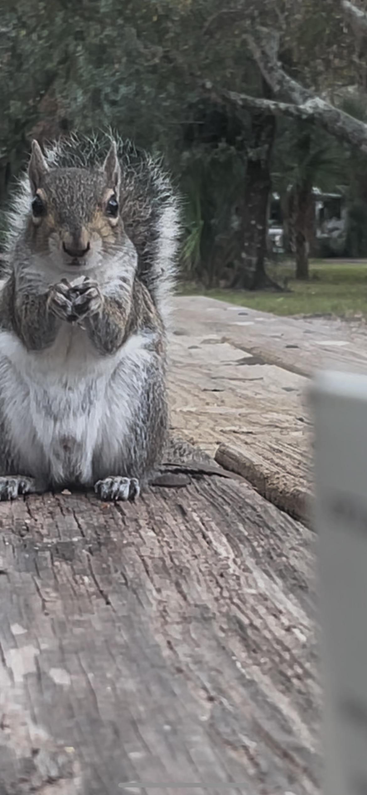 Benjamin is a demure squirrel | Scrolller