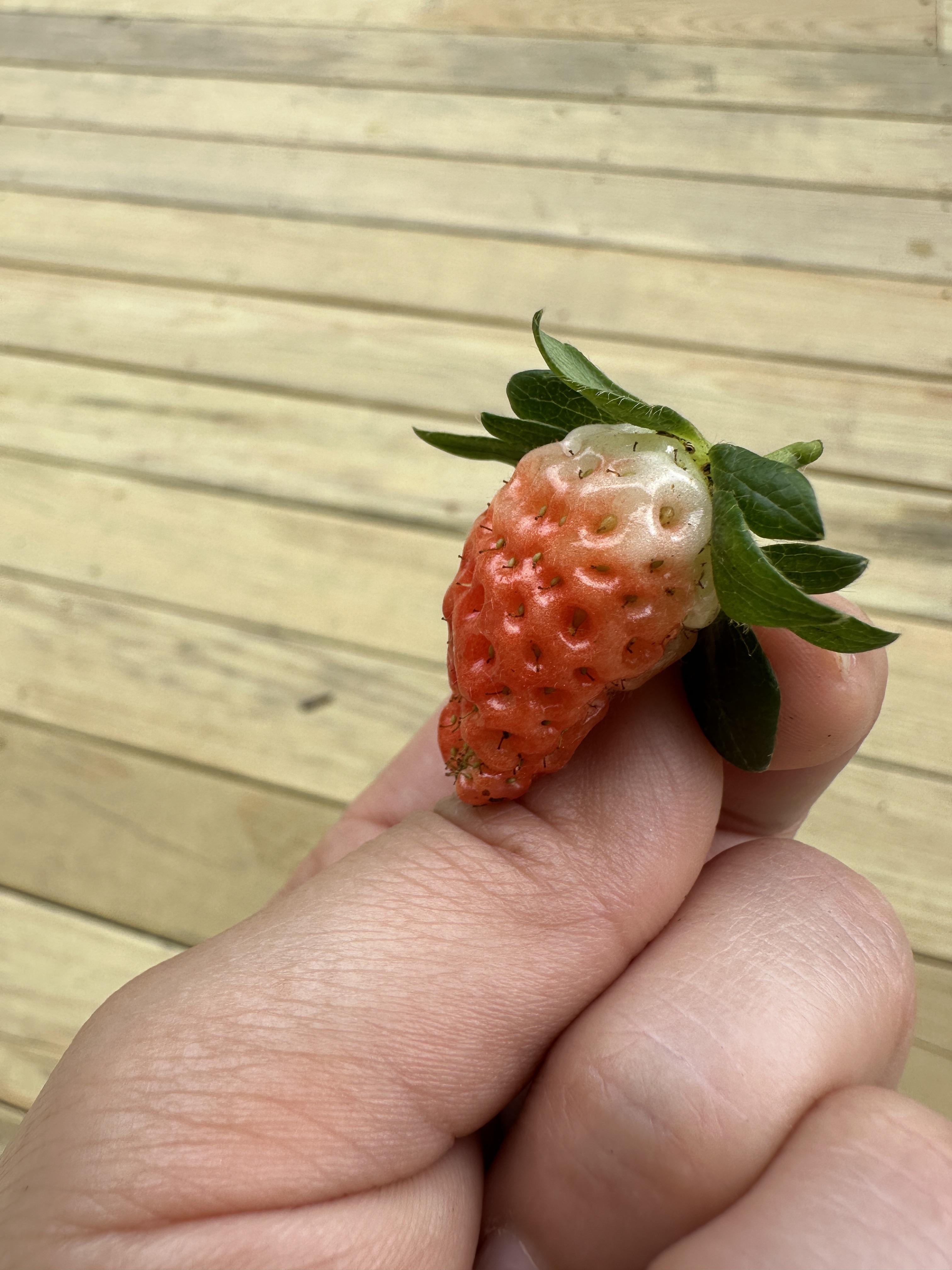 Weird strawberry | Scrolller