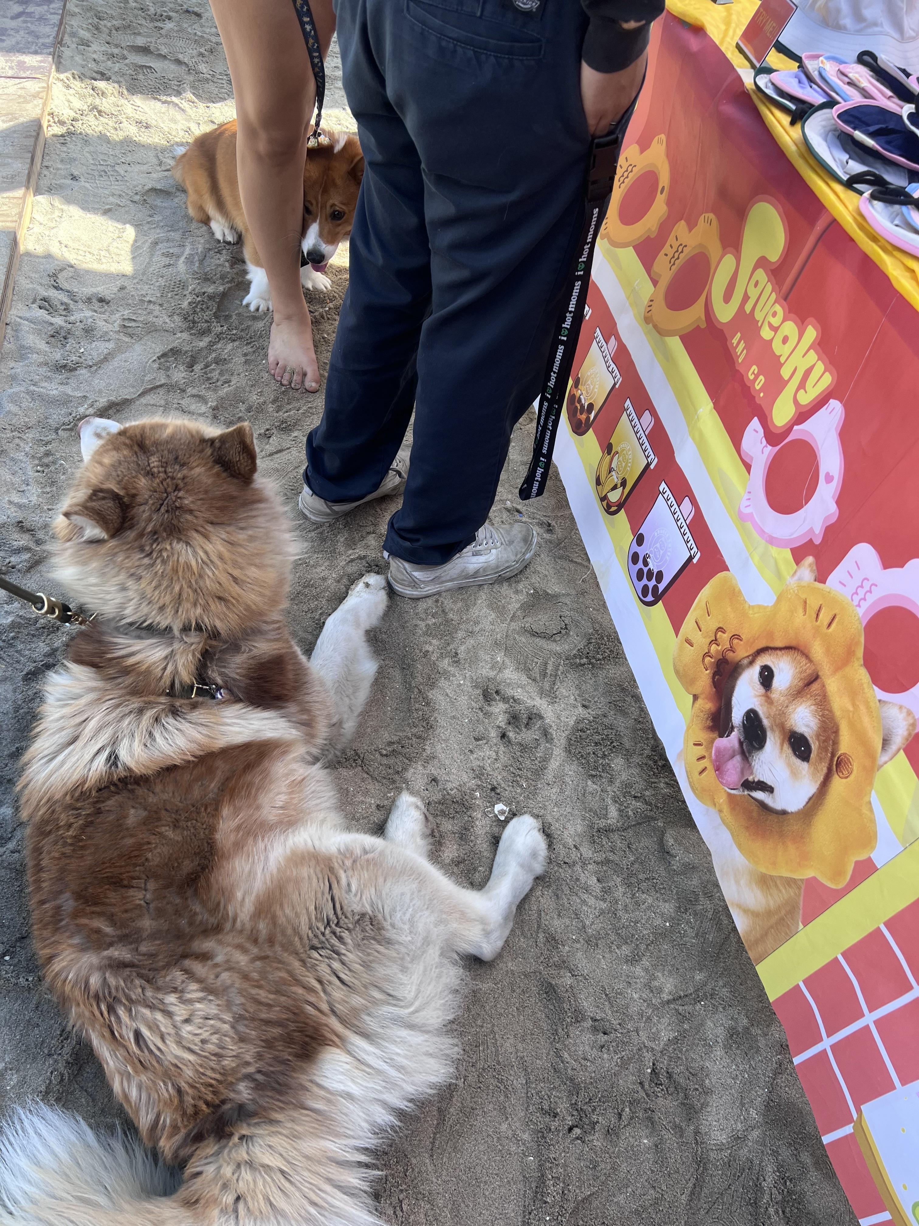 Sky at socal corgi beach day | Scrolller