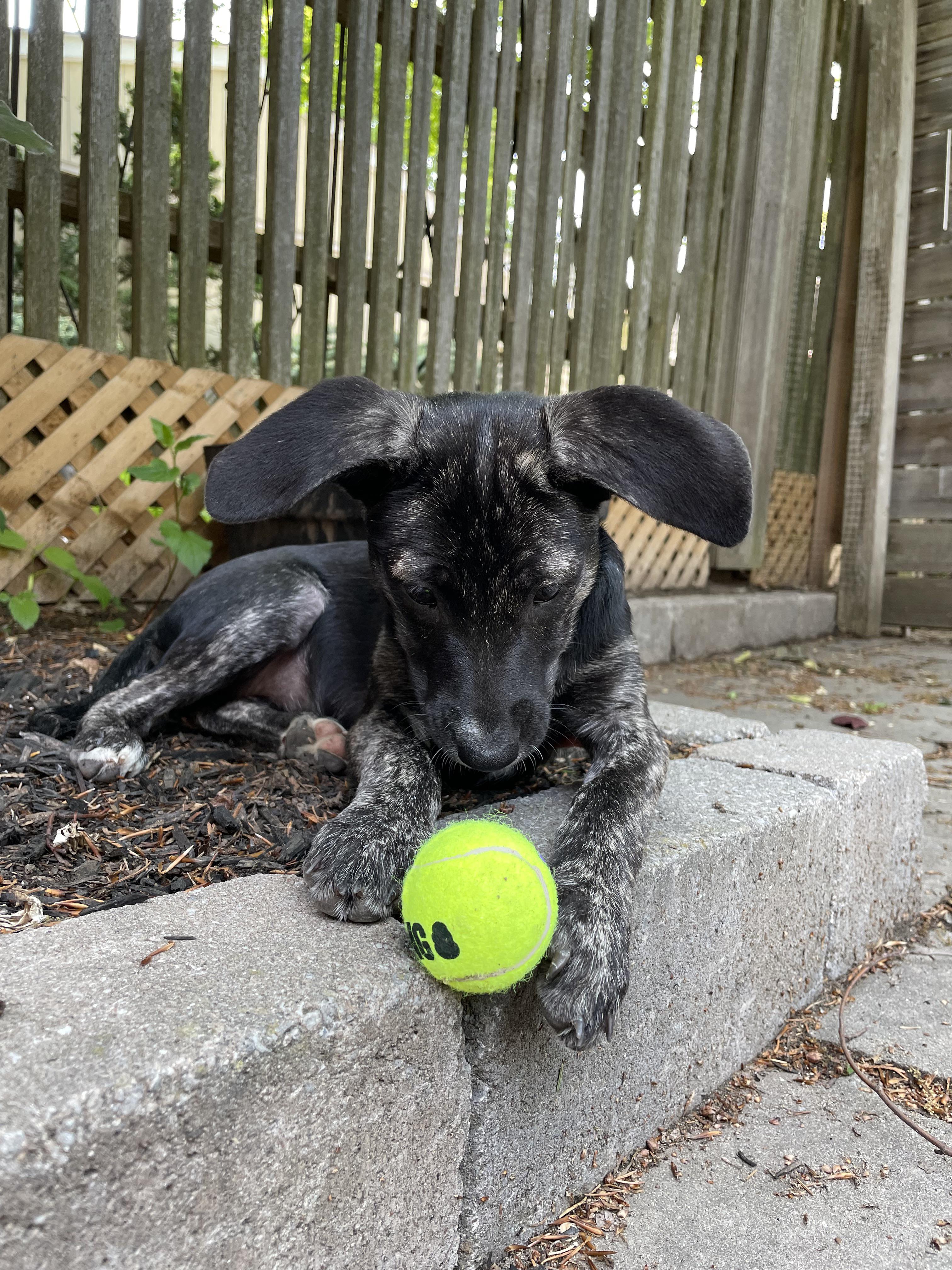 Meet Poppy, our purebred mutt from St. Lucia (OC) | Scrolller