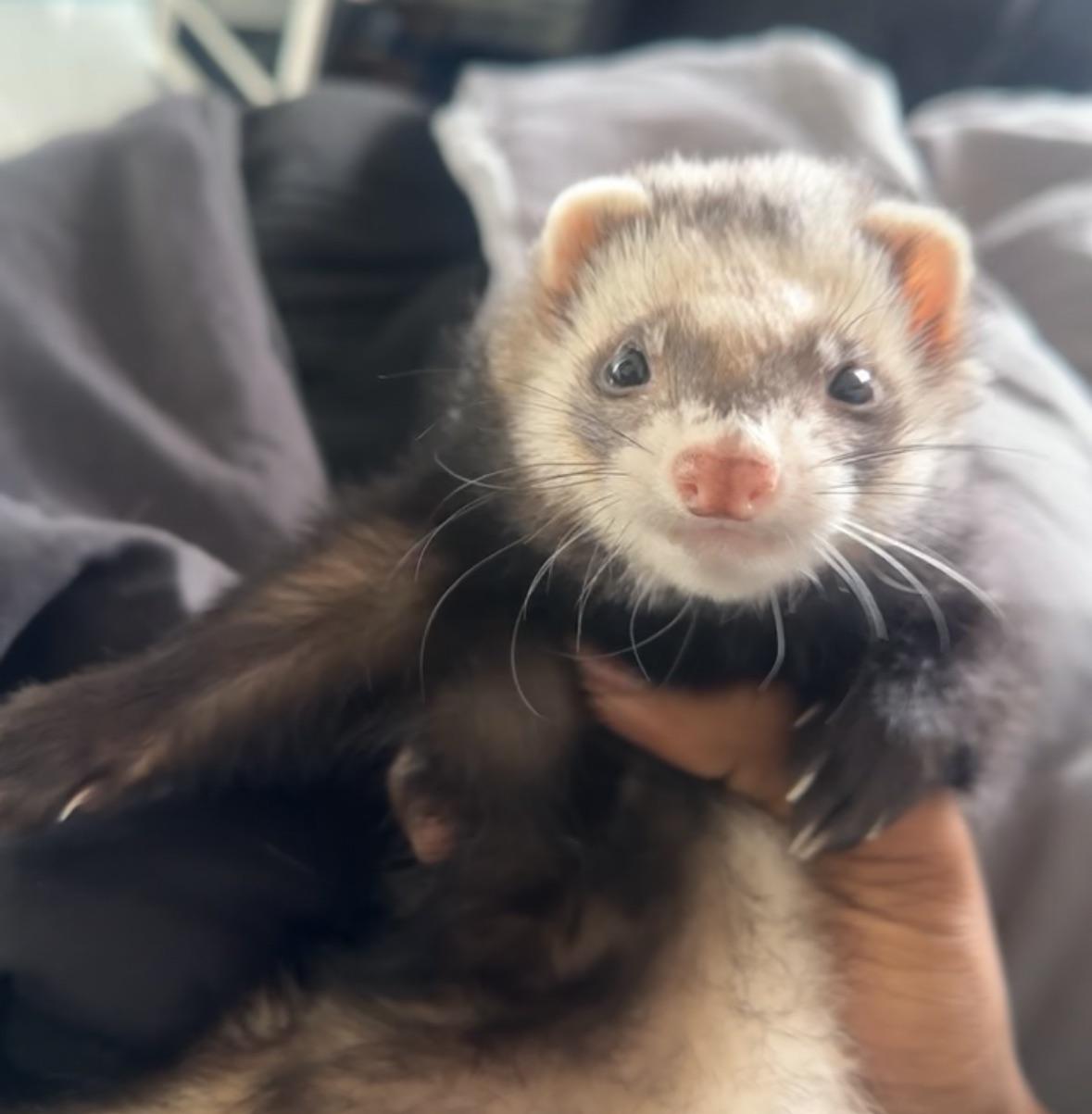 Juno 🖤 | Scrolller