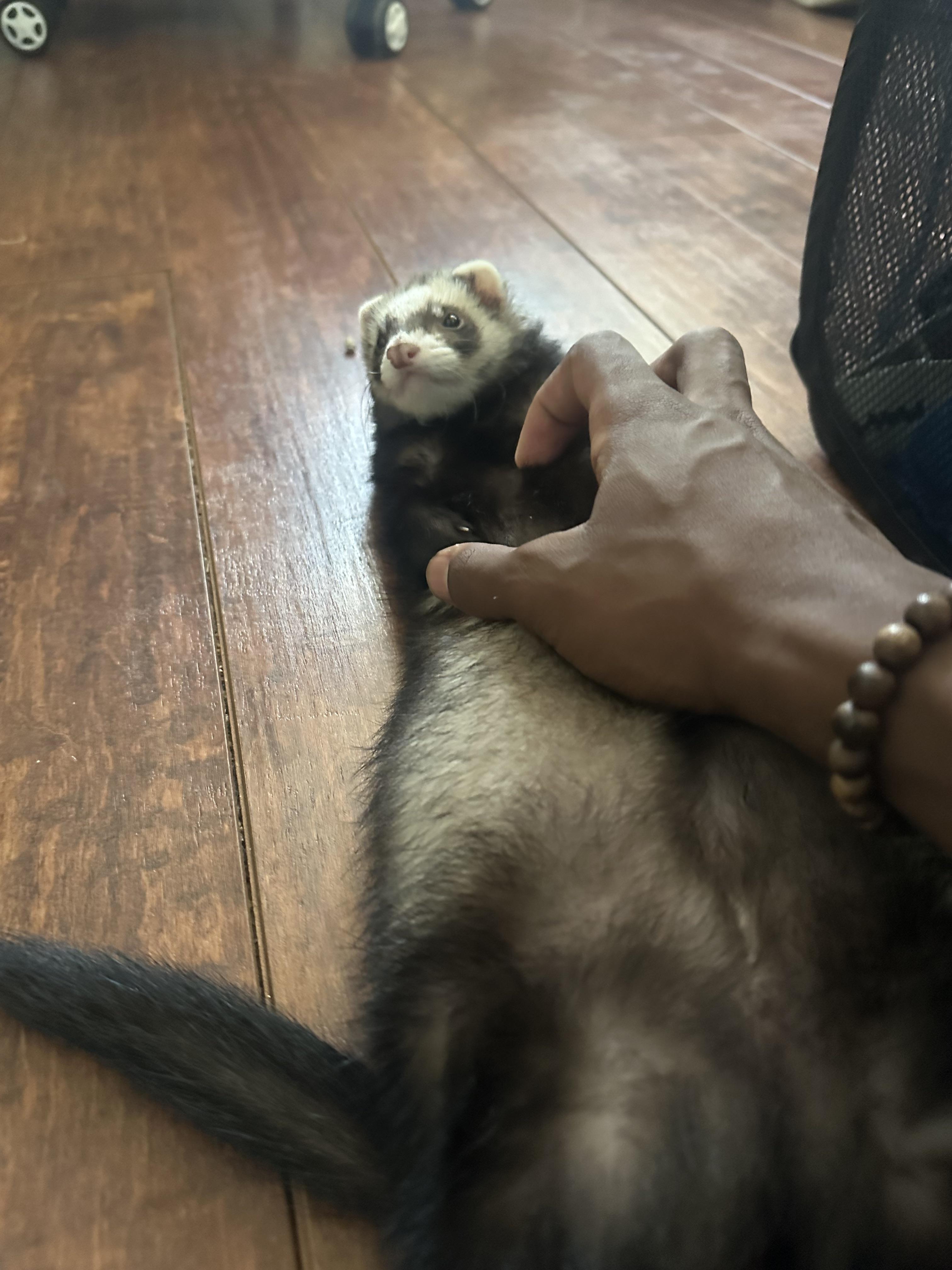 Juno 🖤 | Scrolller