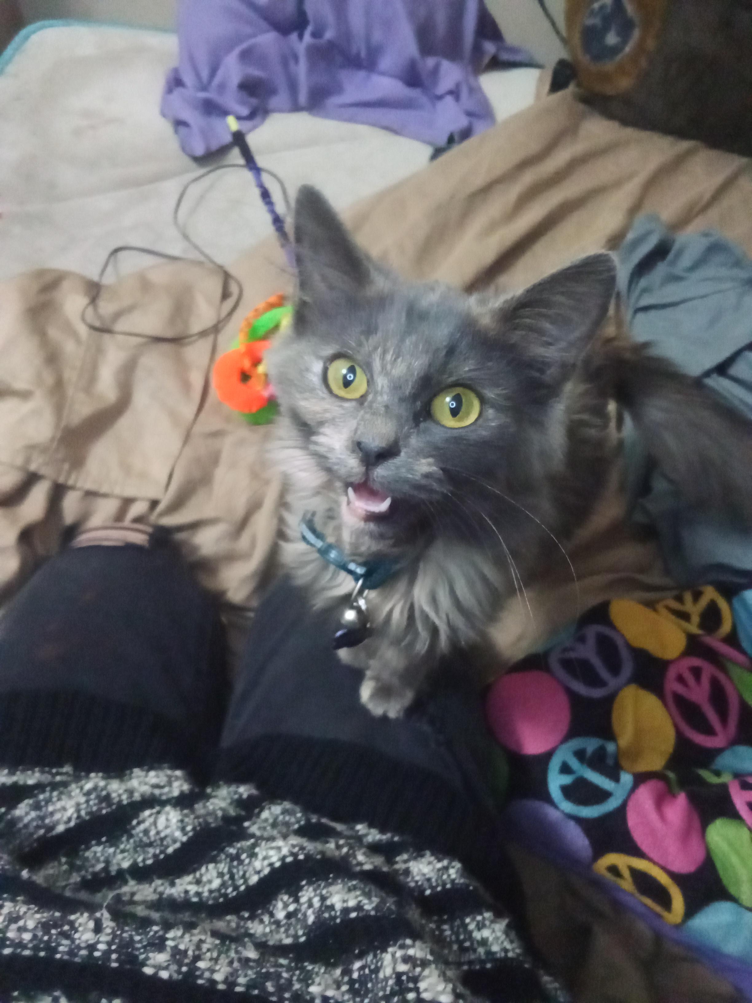 Cat bomb | Scrolller