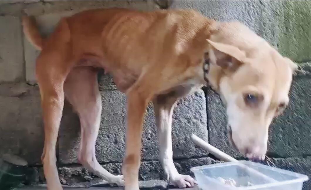 Happy 1st Gotcha Year Chichi! | Scrolller