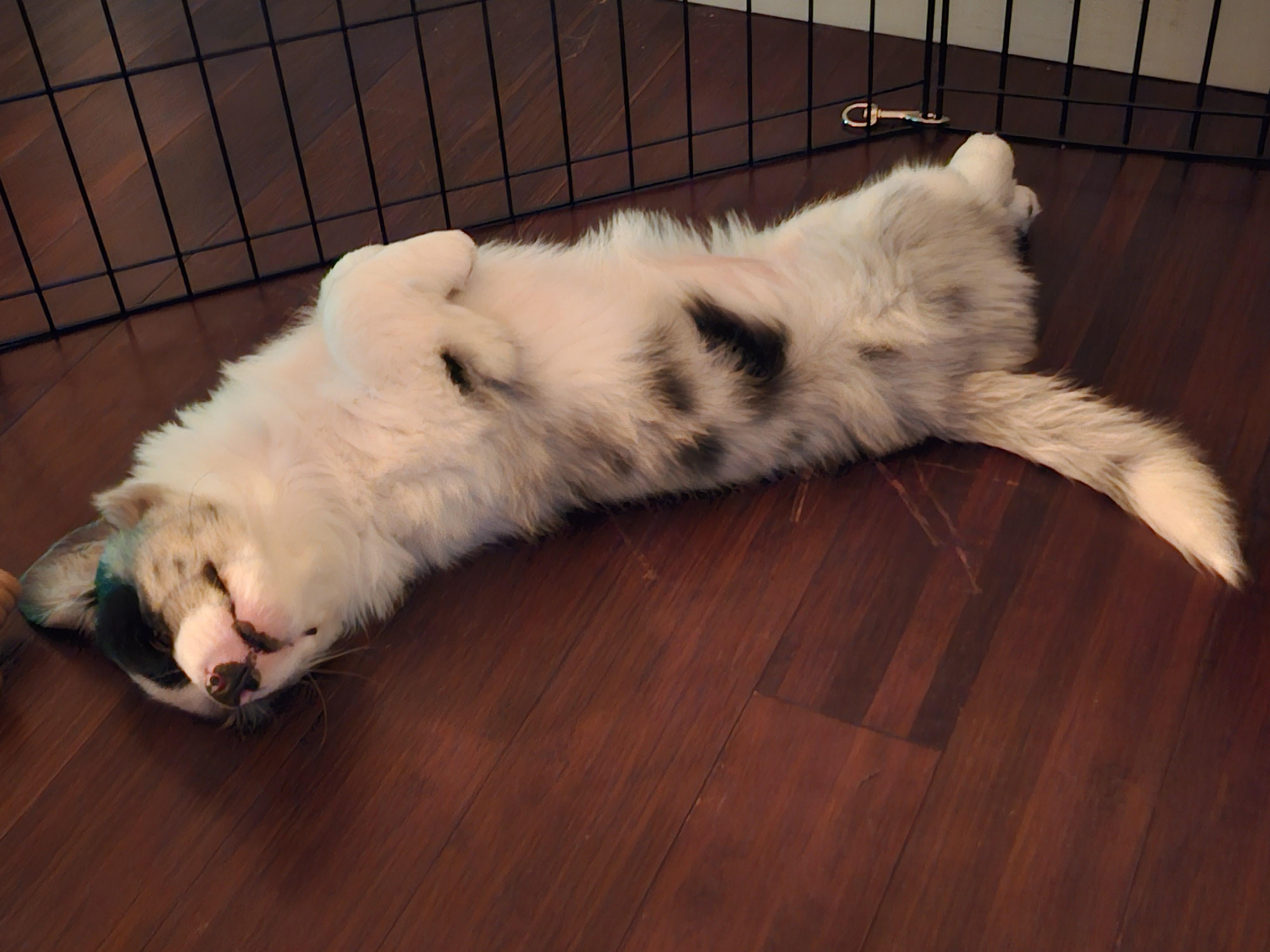 Meet Marbles | Scrolller