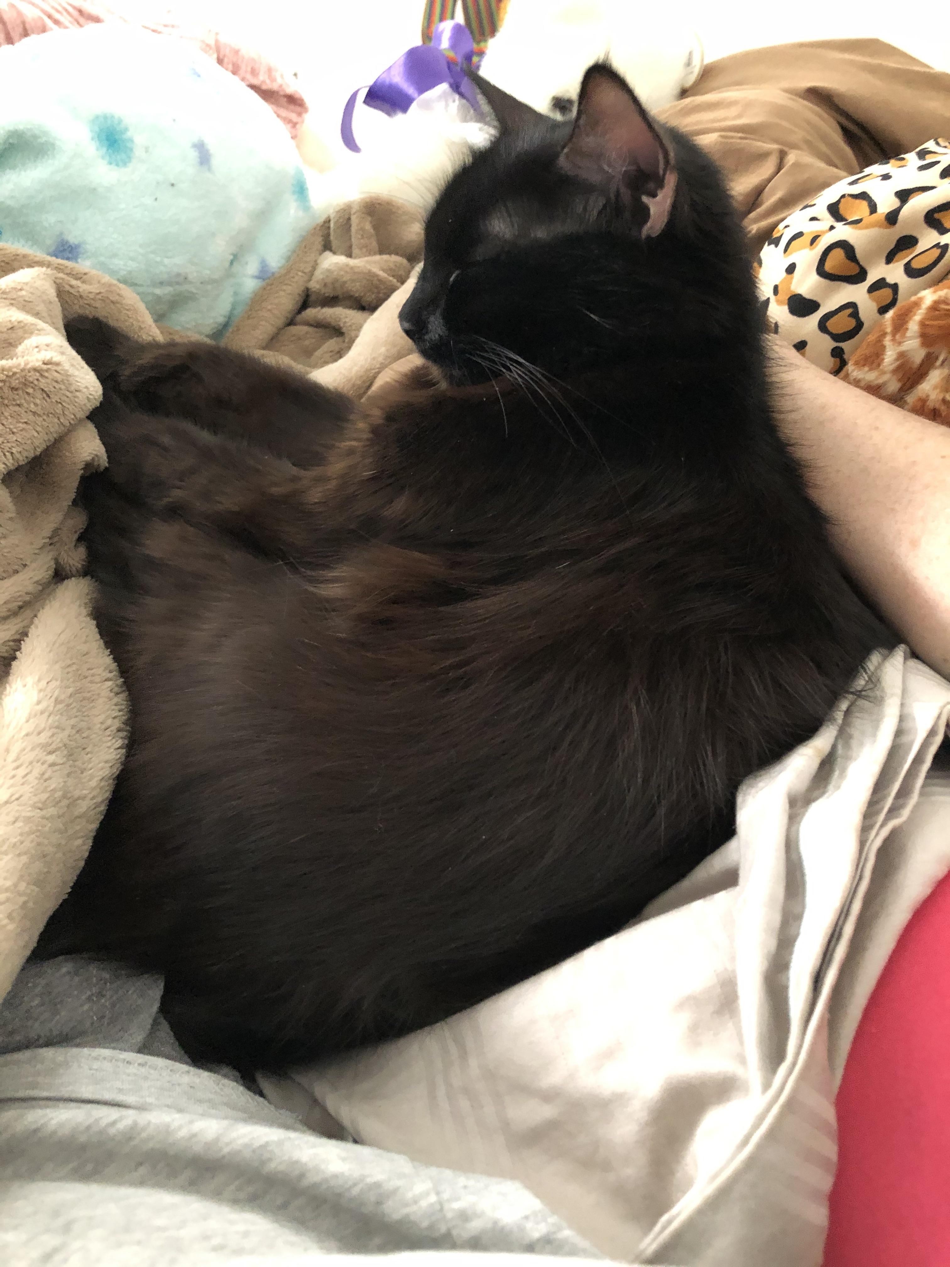 From flat to floof | Scrolller