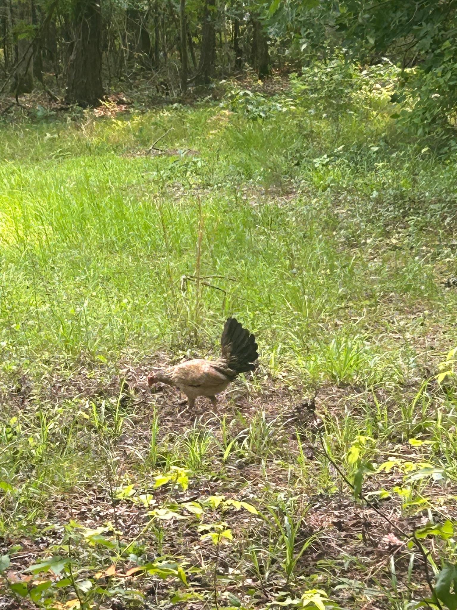 Help Identify | Scrolller