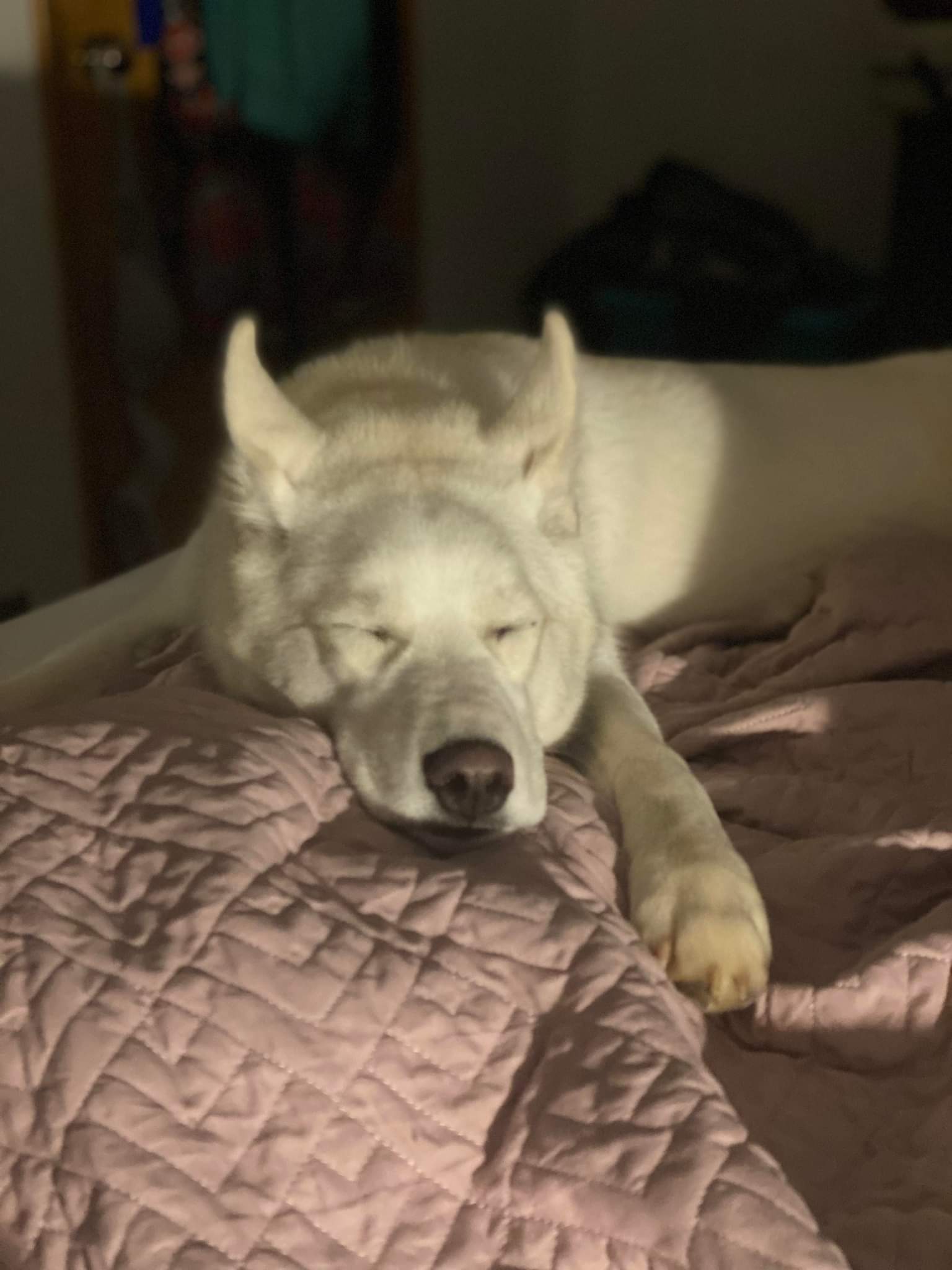 Sleeeeepy husky | Scrolller